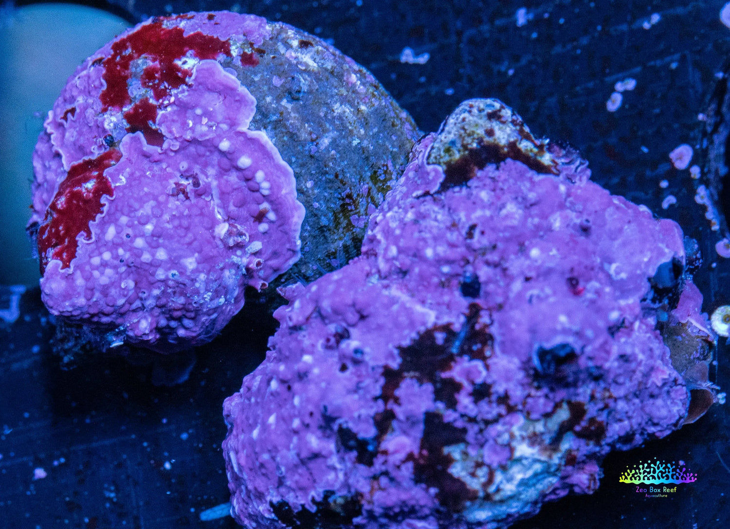 Turbo Snails - Masters of Algae Control in Your Reef Aquarium – Zeo Box ...