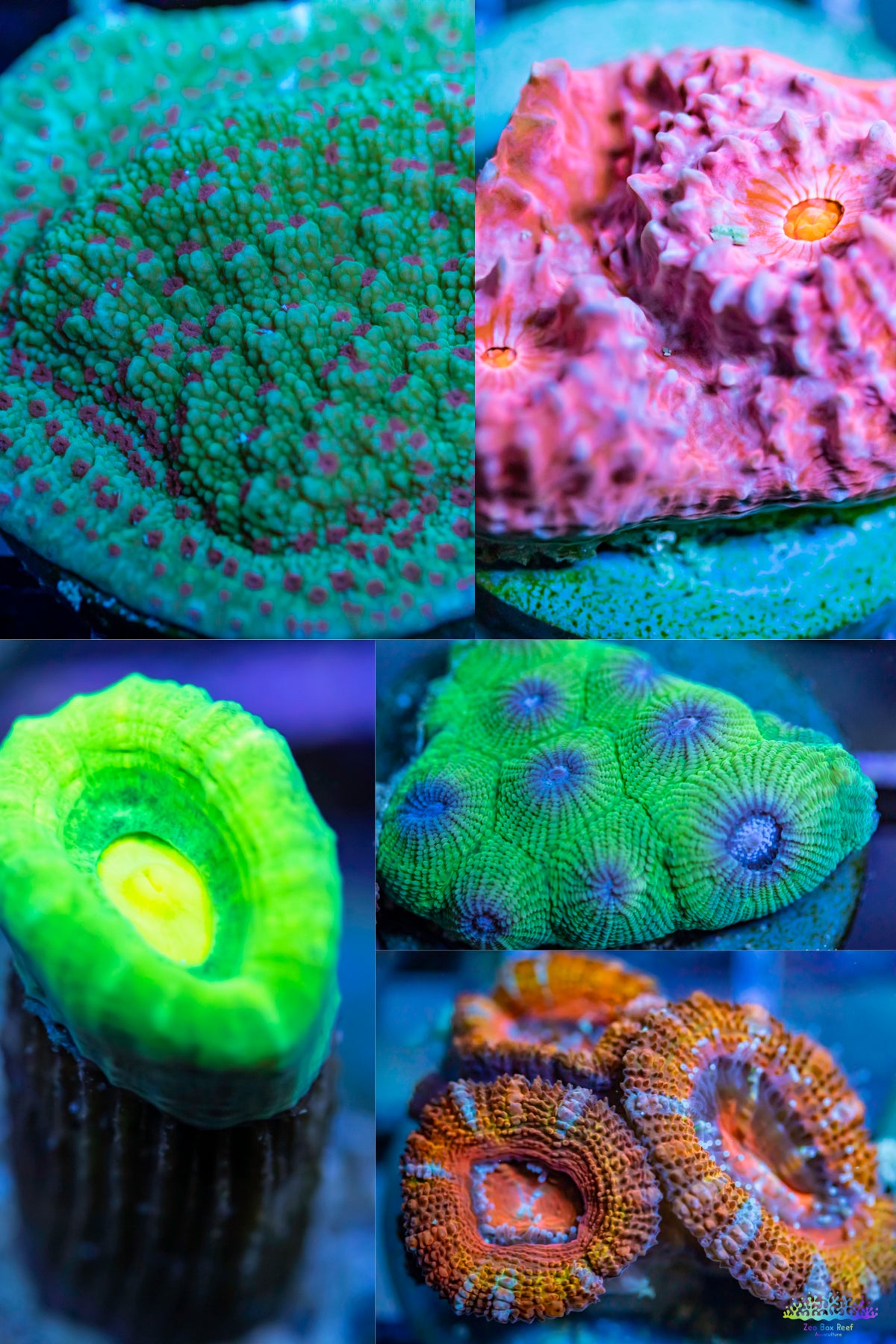 Coral frag packs For Sale Online Australia – Zeo Box Reef Aquaculture