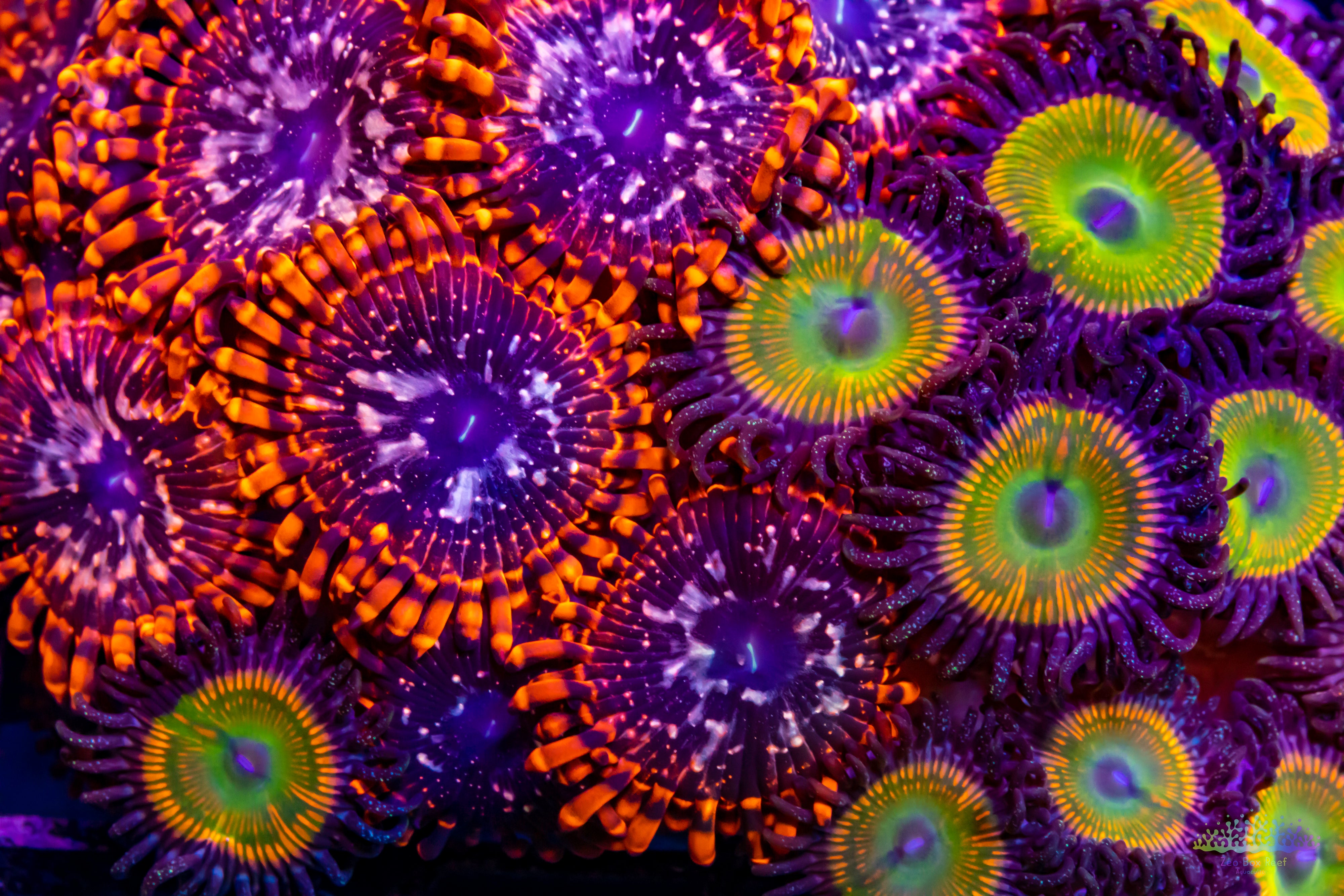 Zoanthid Corals