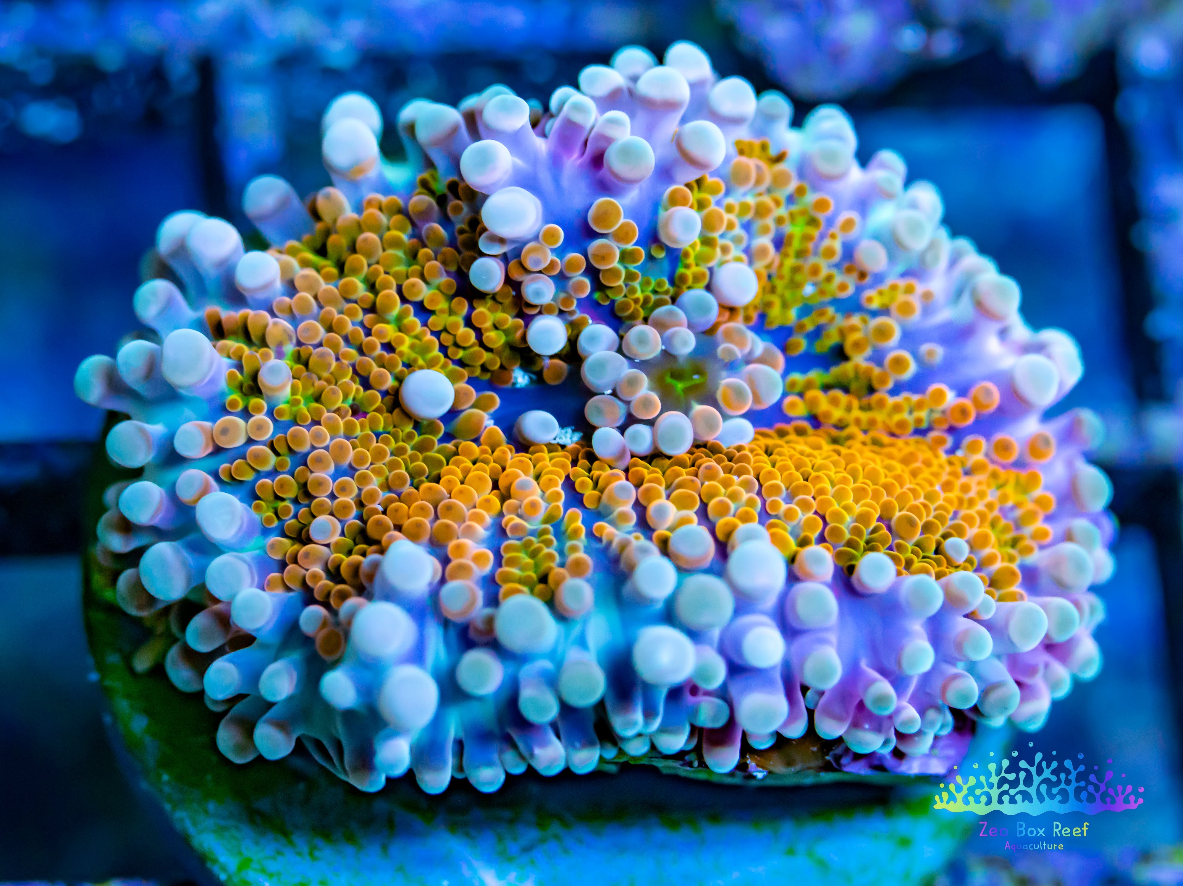 Soft Corals Australia – Mushrooms, Leathers & More | Zeo Box Reef ...