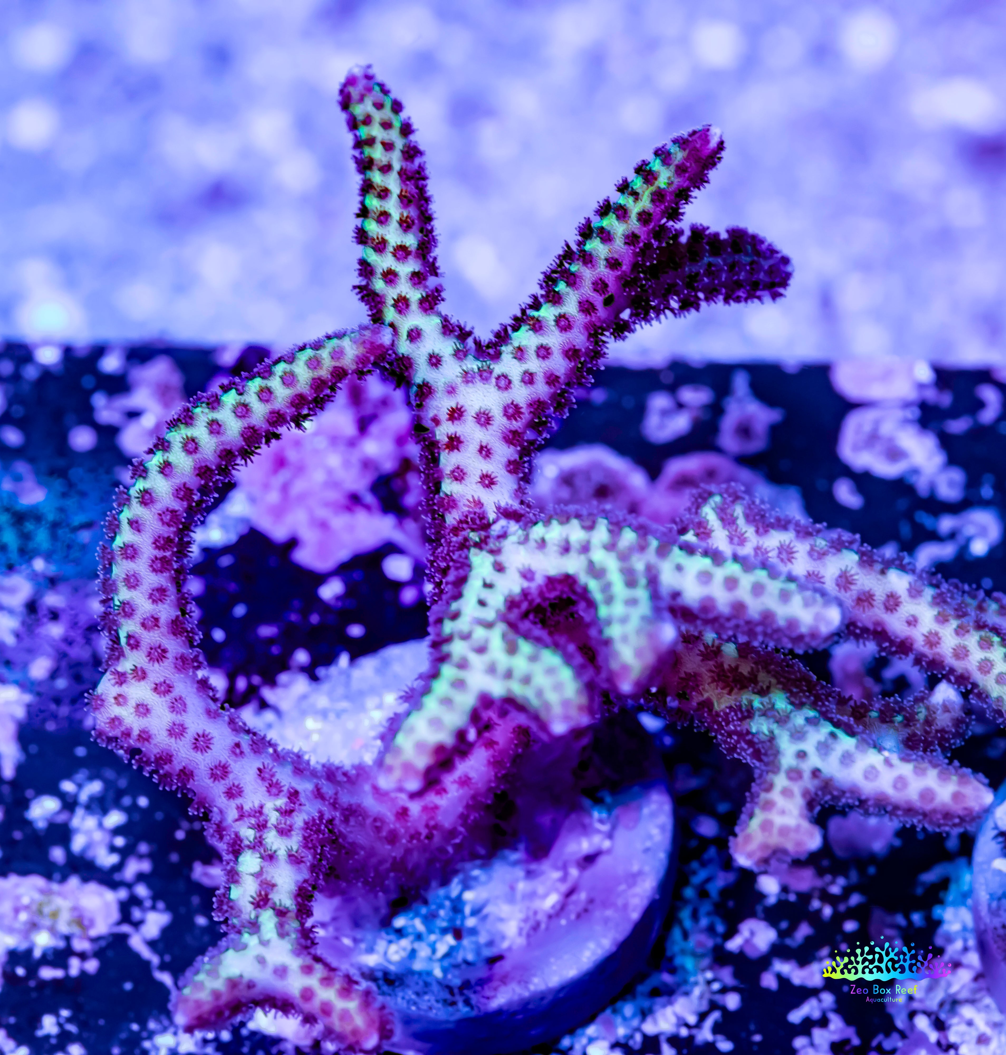 Birdsnest Corals For Sale Online Australia – Zeo Box Reef Aquaculture