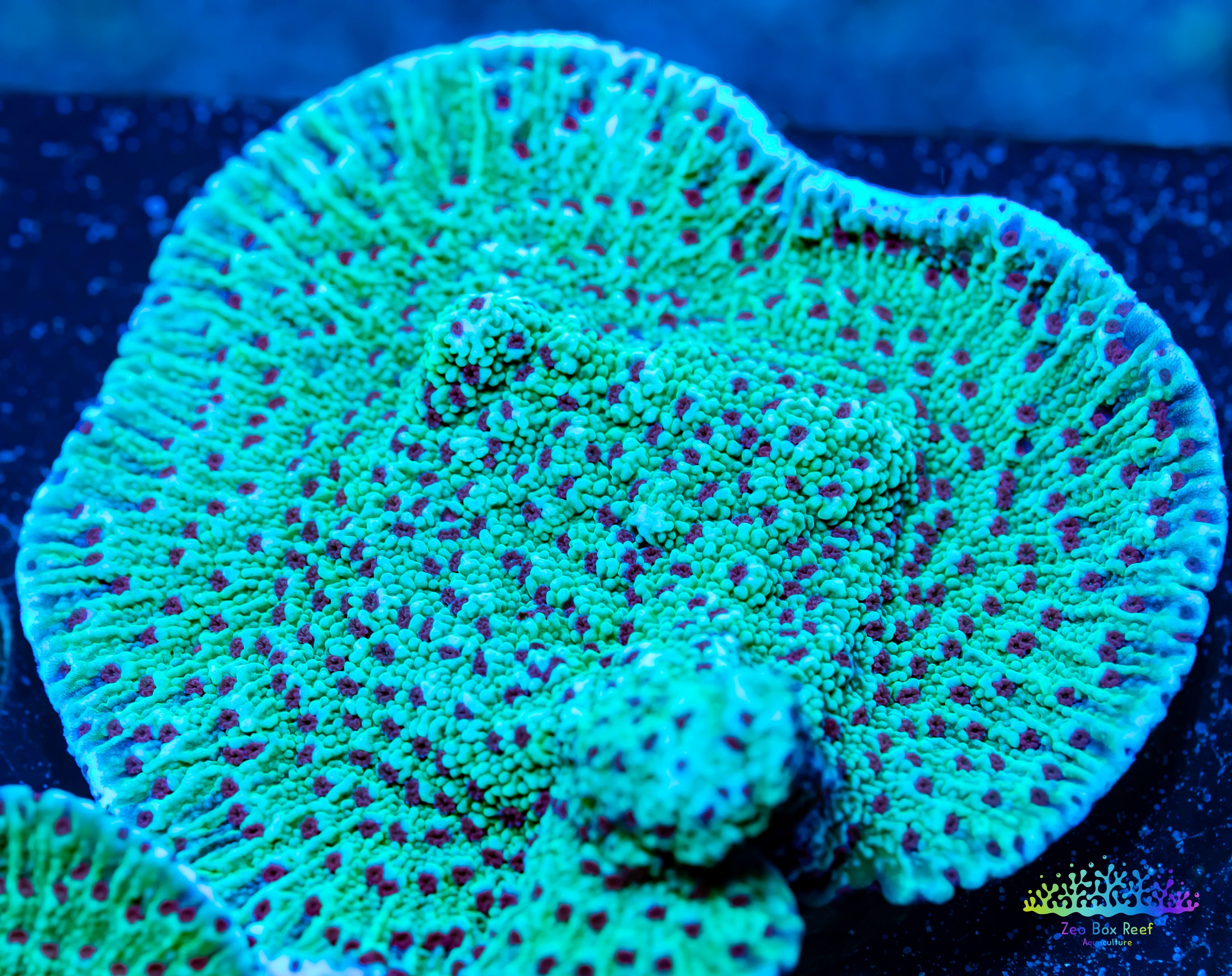 Montipora Corals For Sale Online Australia – Zeo Box Reef Aquaculture