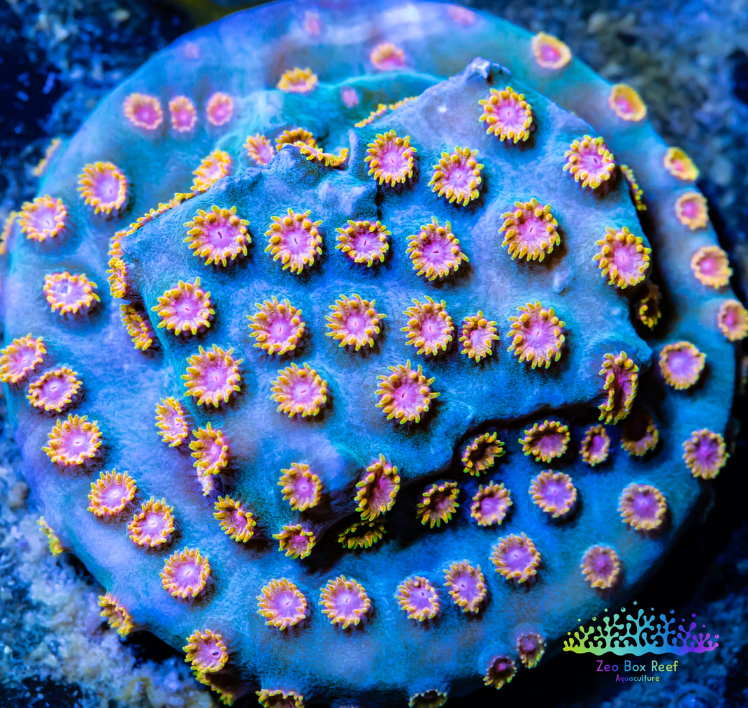 Cyphastrea Corals For Sale Online Australia – Zeo Box Reef Aquaculture