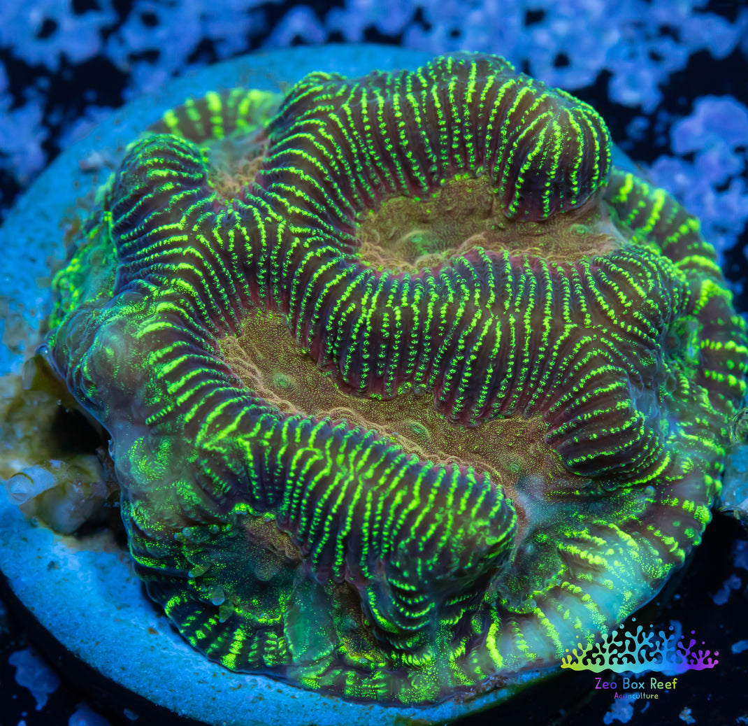 Leptoseris Corals For Sale online coral Australia – Zeo Box Reef Aquaculture