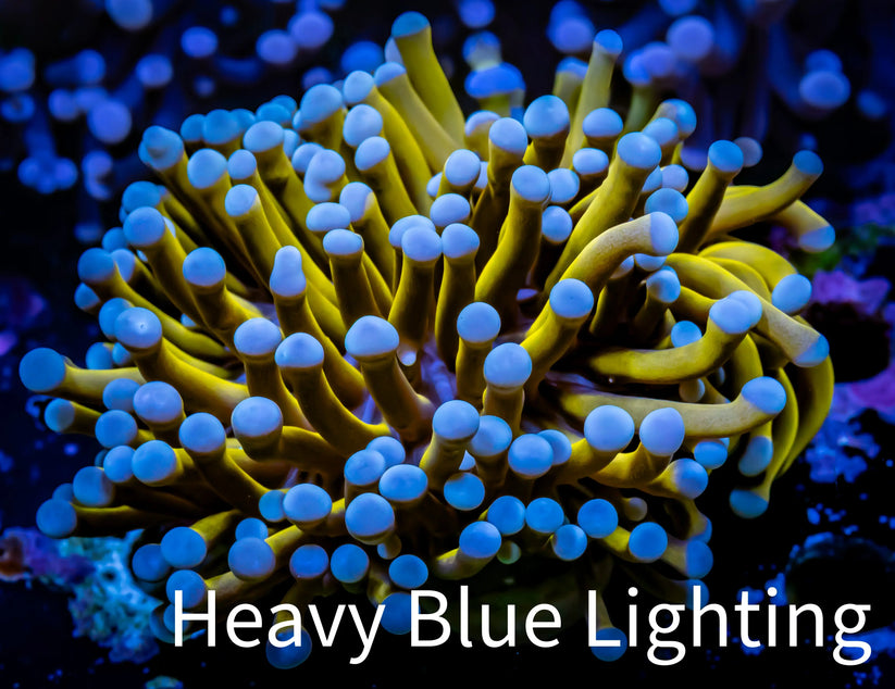 Open media 1 in modal