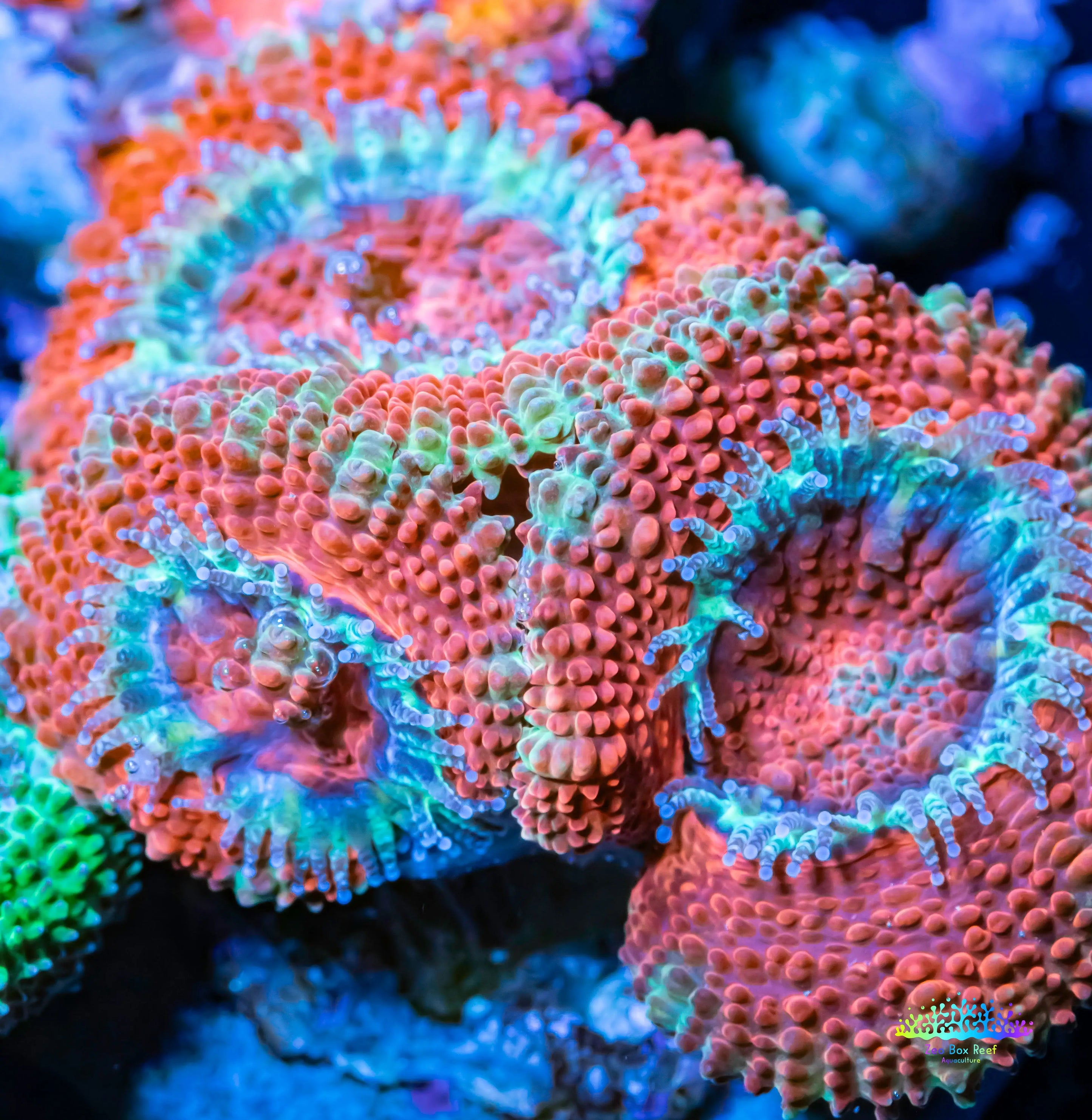 Stunning Acan coral for Sale Elevate Your Reef Tank with Zeo Box Reef ...