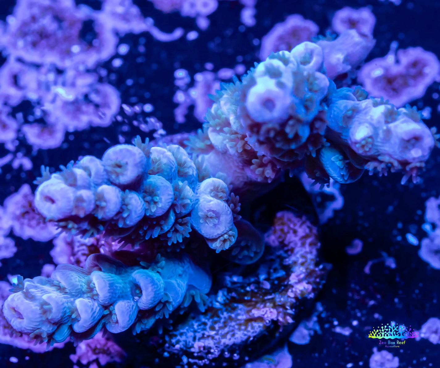 Skip to product information