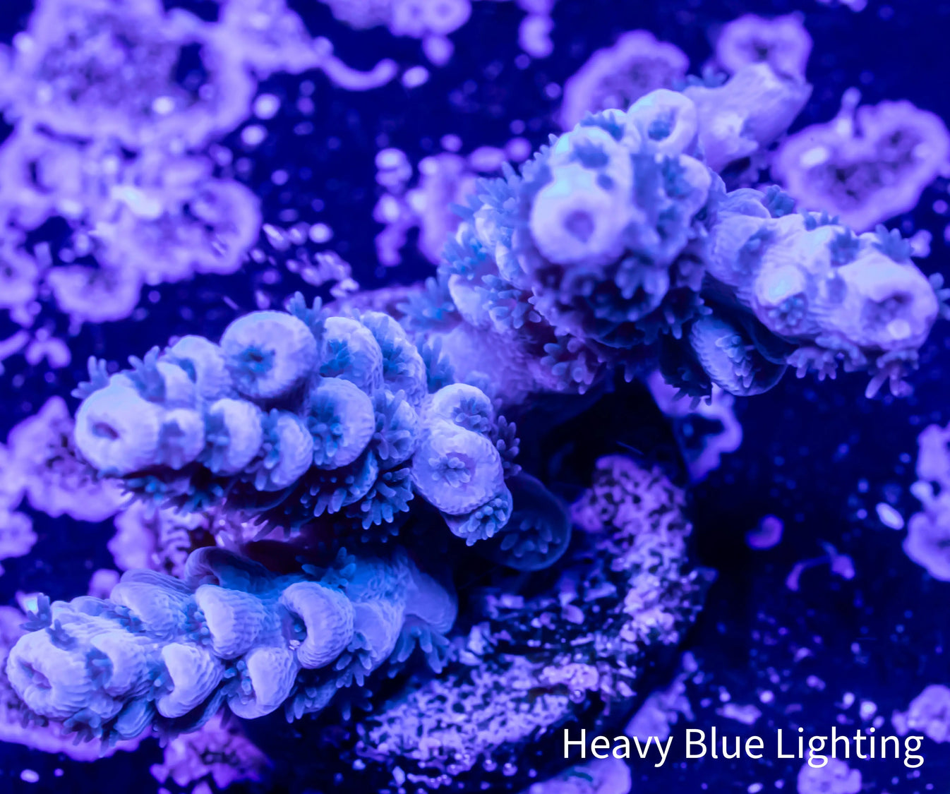 Open media 1 in modal