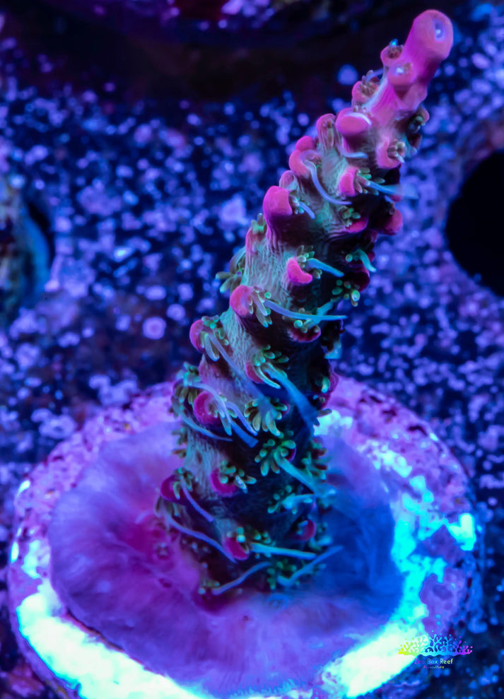 Skip to product information