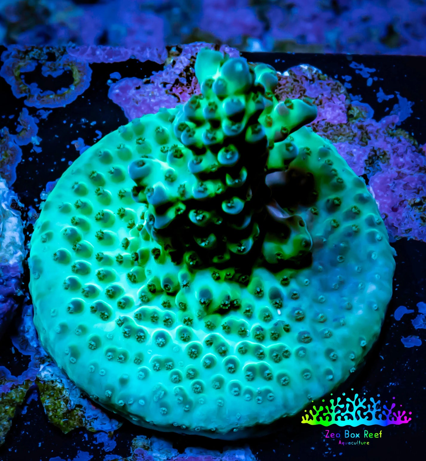 Buy Acropora Coral Frag - Zeo Box Reef Aquaculture Australia