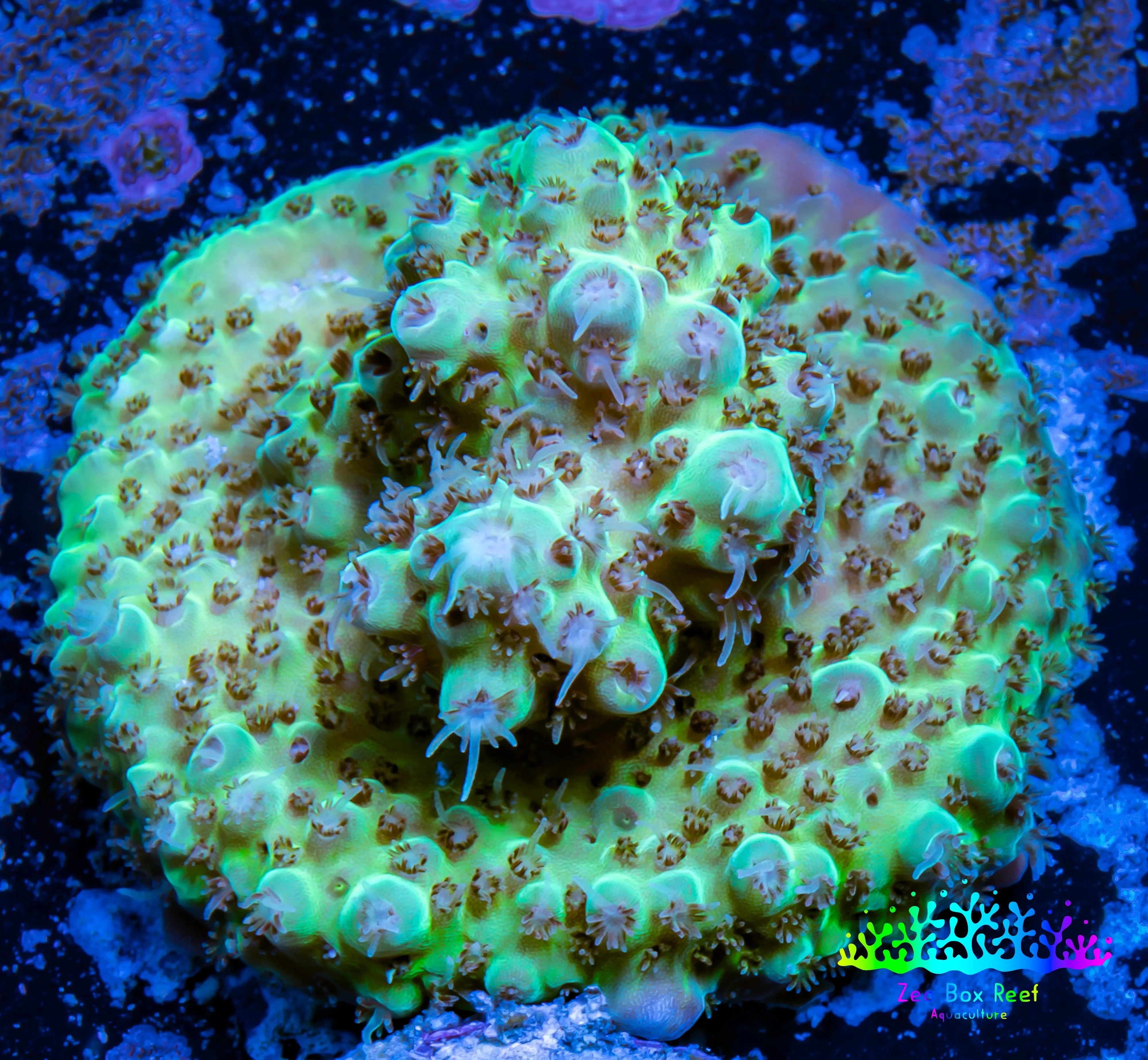 Buy Acropora Coral Frag - Zeo Box Reef Aquaculture Australia