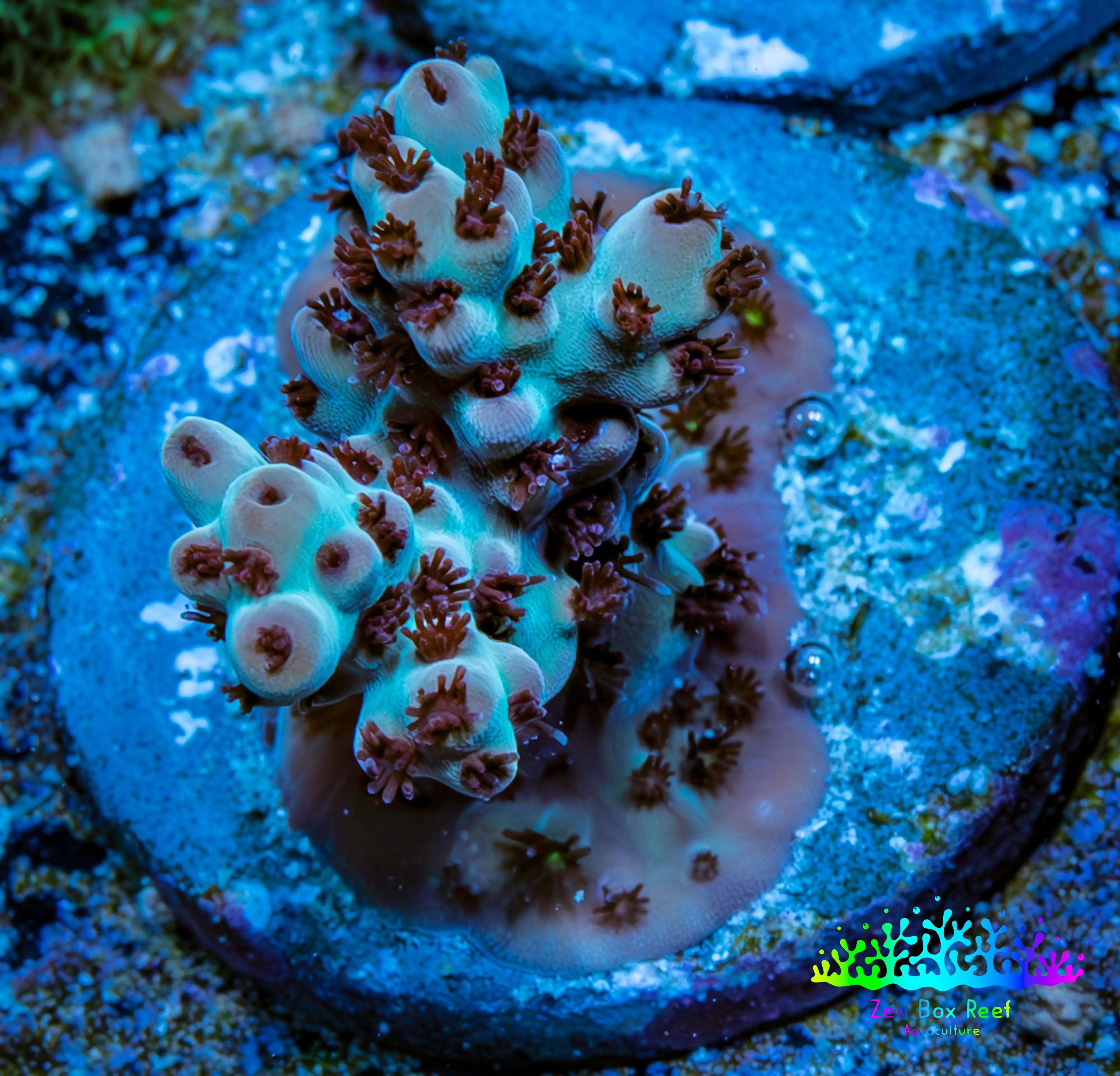 Buy Acropora Coral Frag - Zeo Box Reef Aquaculture Australia