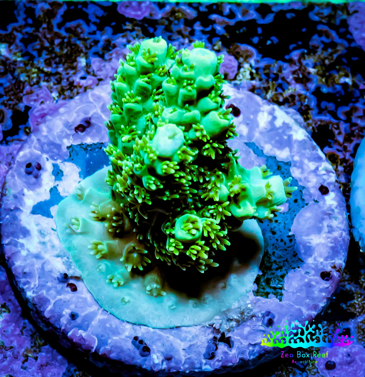 Buy Acropora Coral Frag - Zeo Box Reef Aquaculture Australia