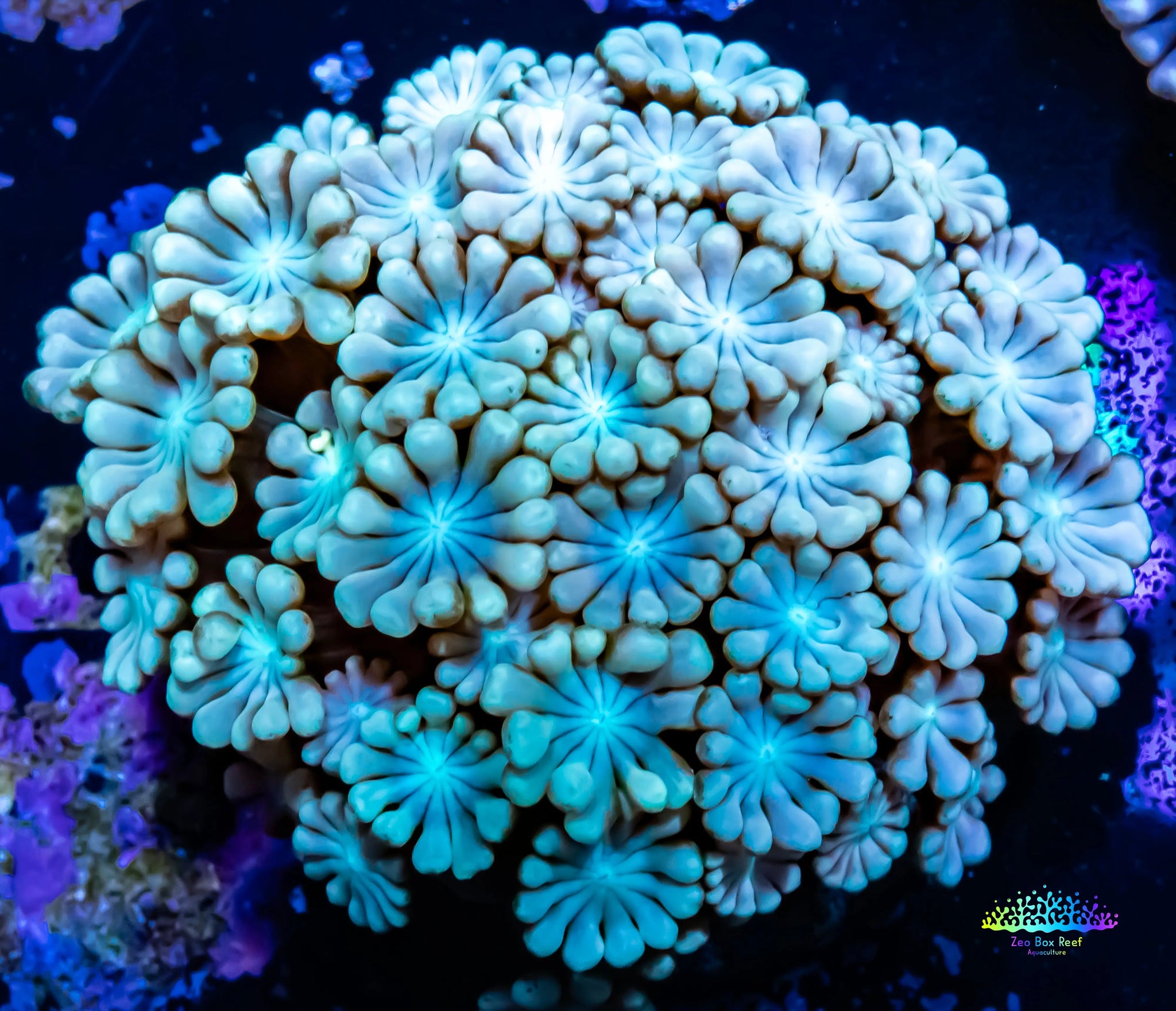 Buy Alveopora Coral au – Zeo Box Reef Aquaculture