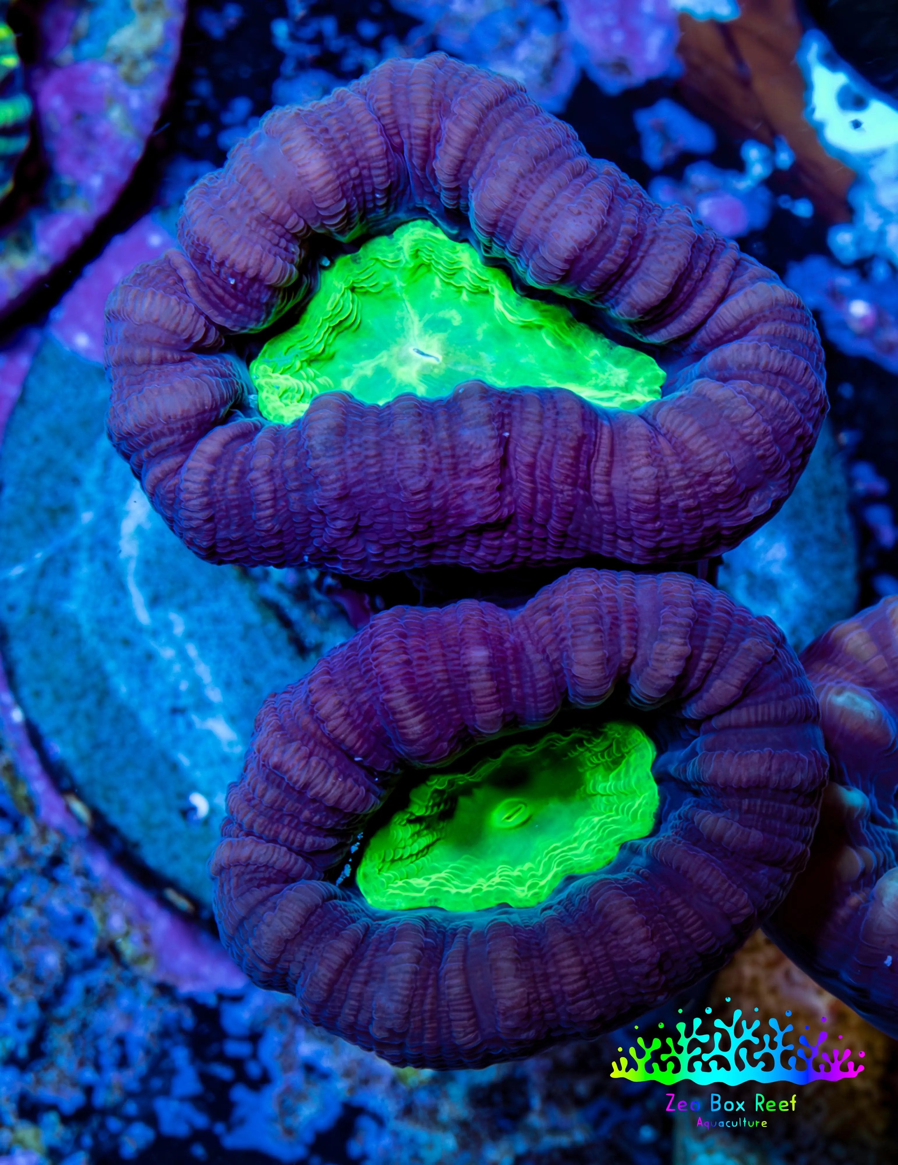 "Shop Candy Cane Corals - Affordable Caulastraea Coral at Zeo Box Reef ...
