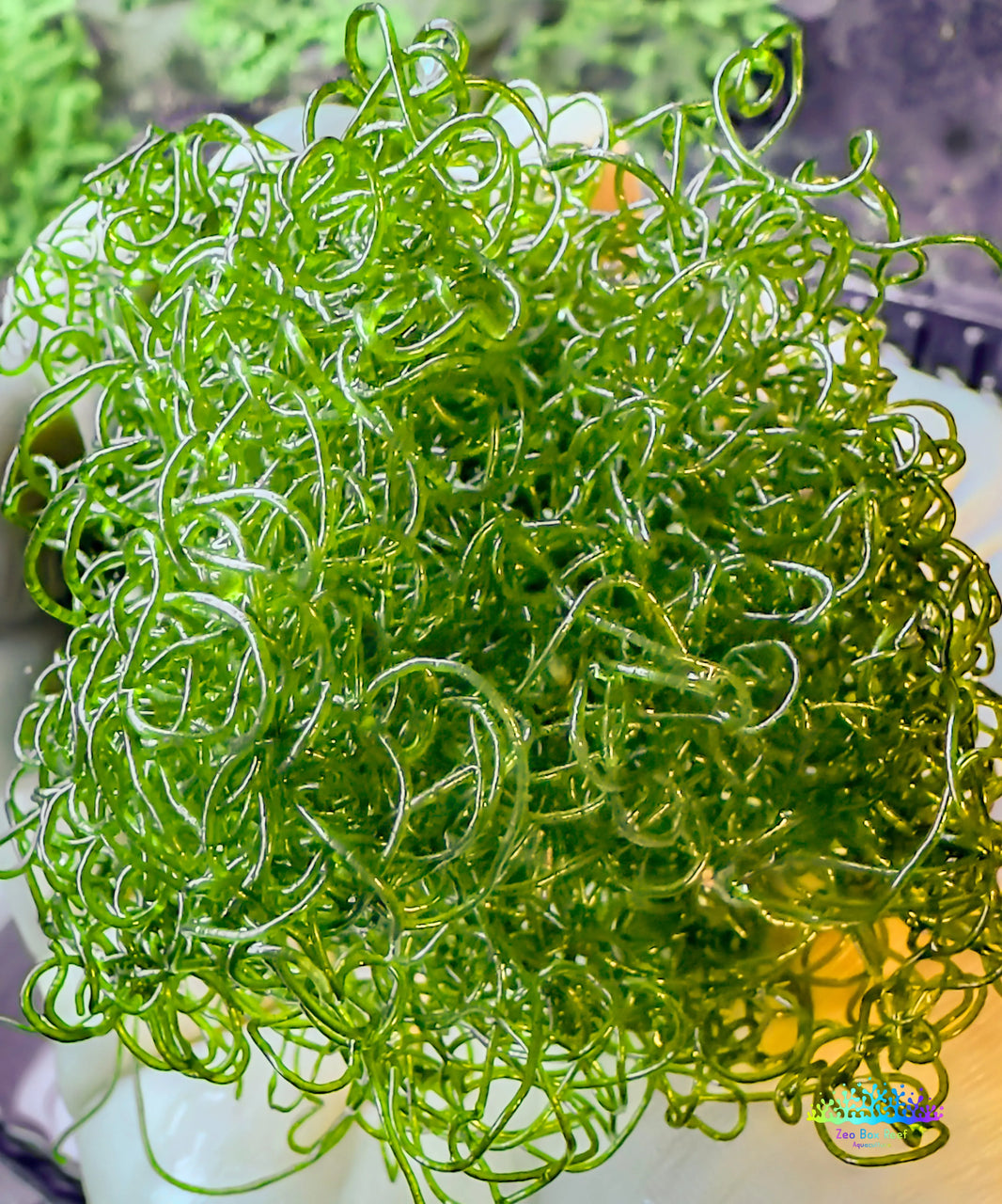 Macro Algae For Sale Online Australia – Zeo Box Reef Aquaculture