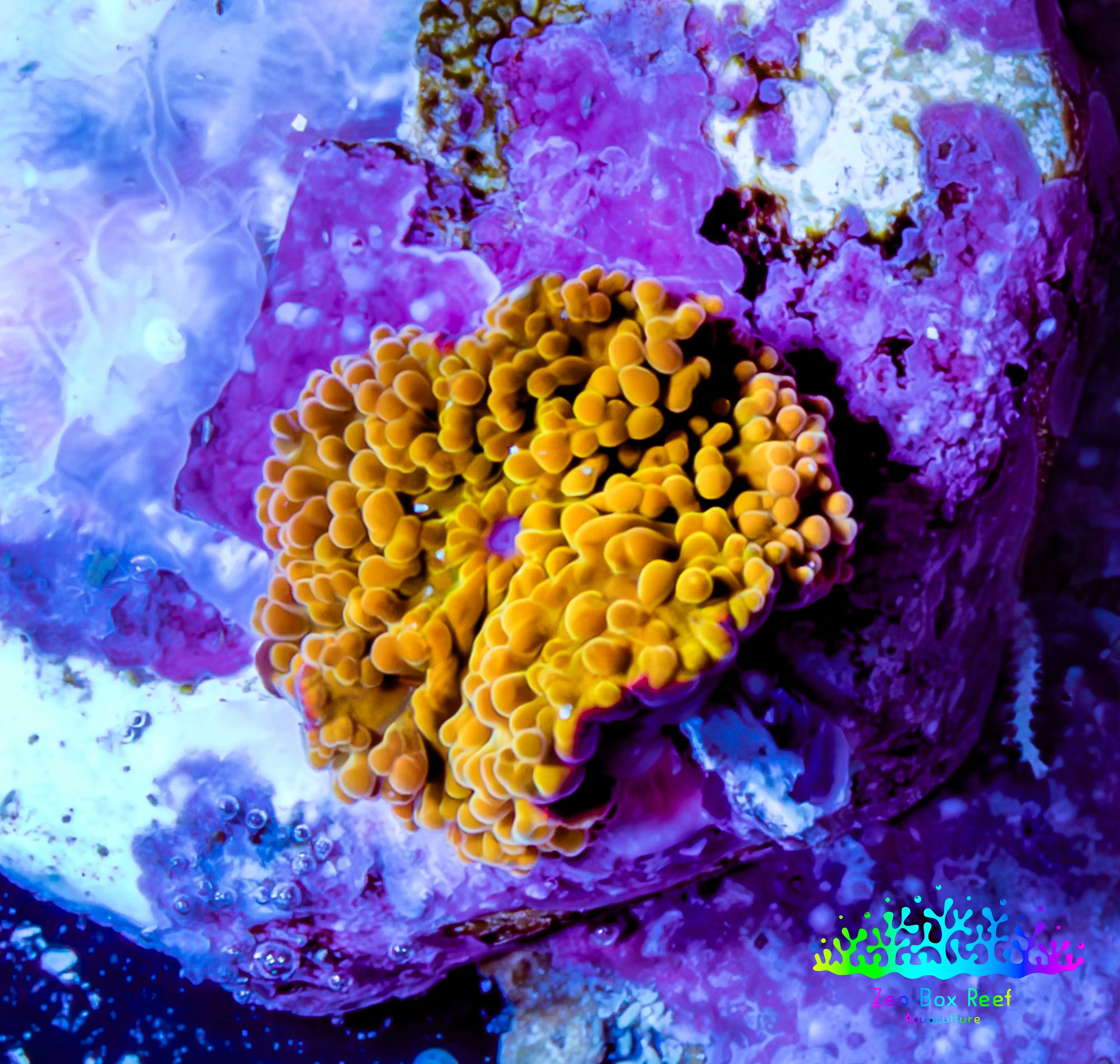 Buy Morph coral Zeo Box Reef Australia – Zeo Box Reef Aquaculture