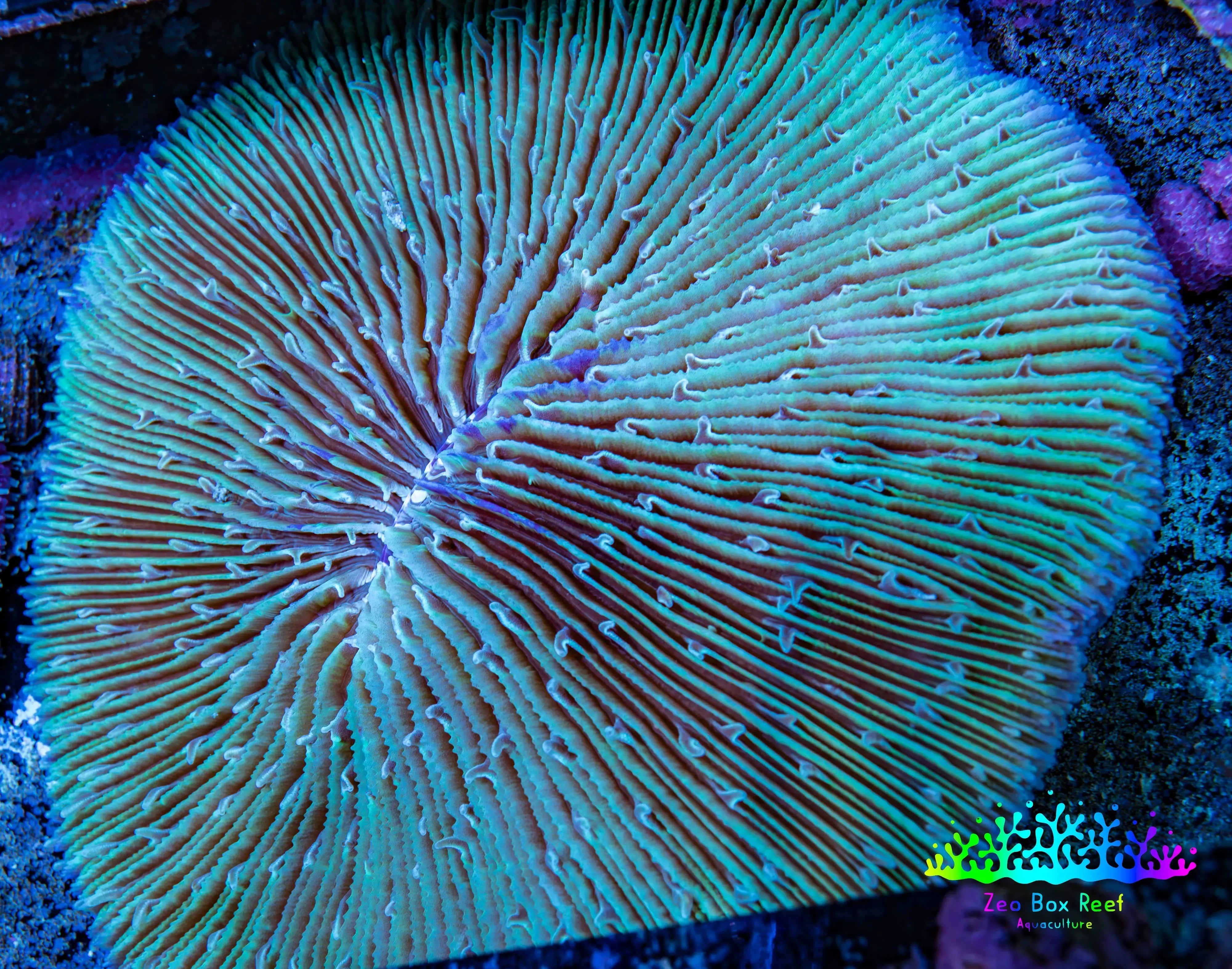 Fungia Plate Coral for Sale, teal and gold disc coral with blue ...