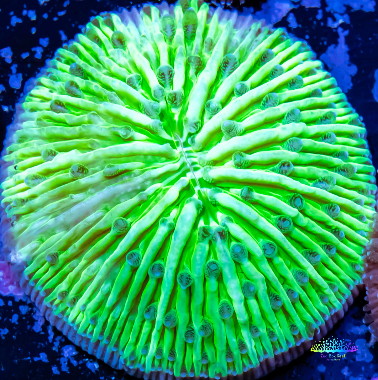 "Fungia Disc Coral - Vibrant 5cm Plate Coral for Your Marine Aquarium ...