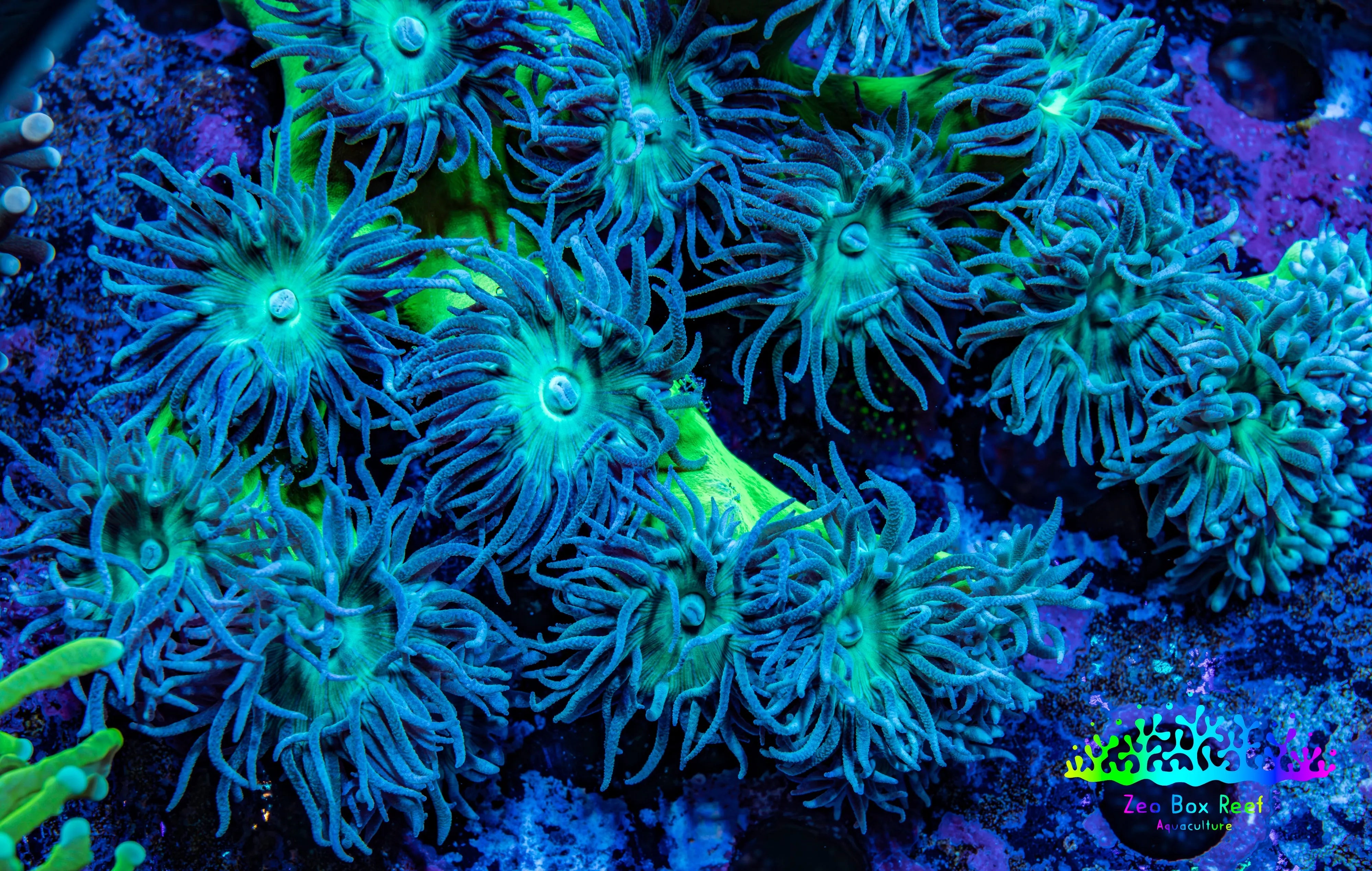 "Dazzling Duncan Coral for Sale - Zeo Box Reef Aquaculture: Add Vibrant ...