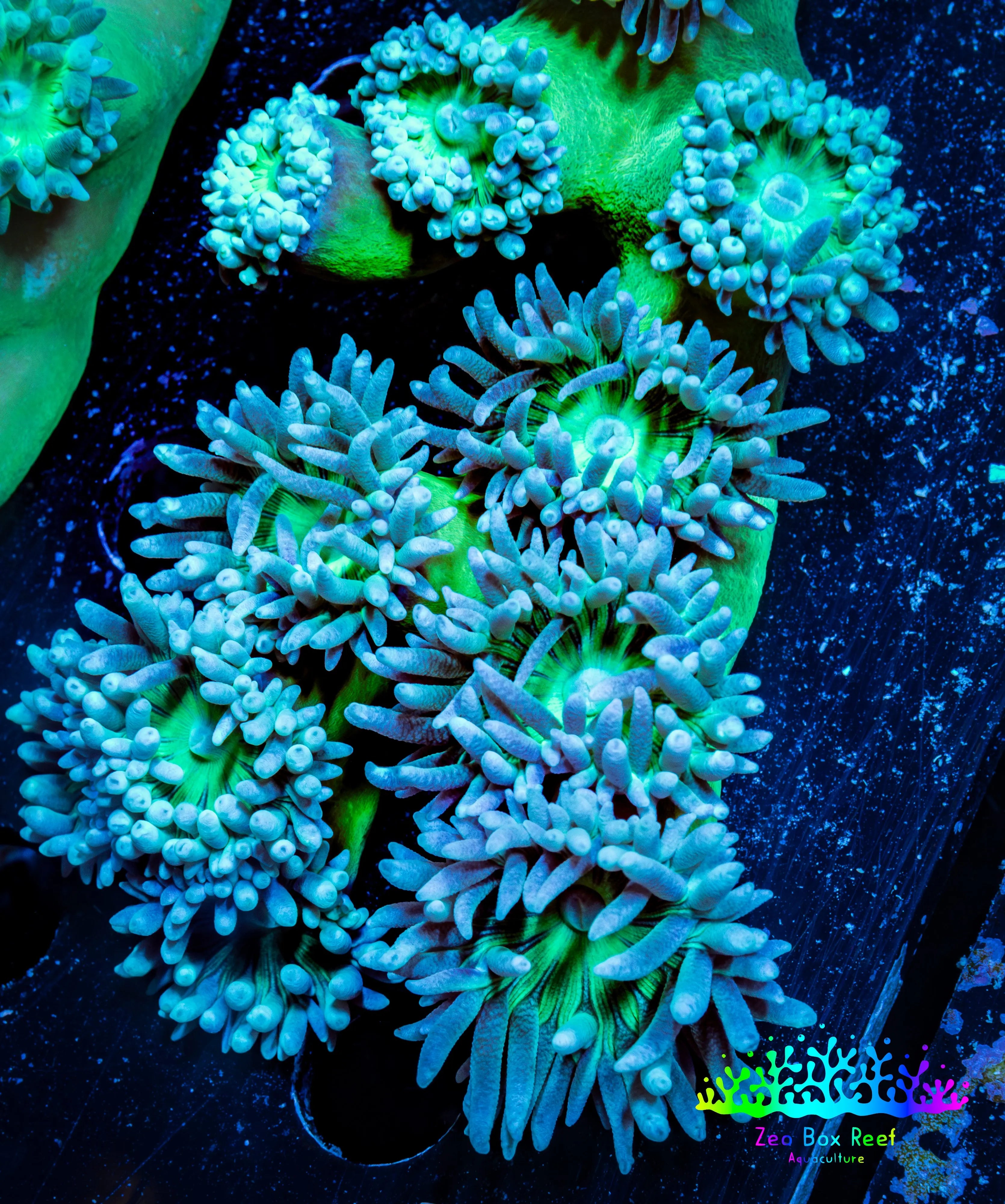 "Dazzling Duncan Coral for Sale - Zeo Box Reef Aquaculture: Add Vibrant ...