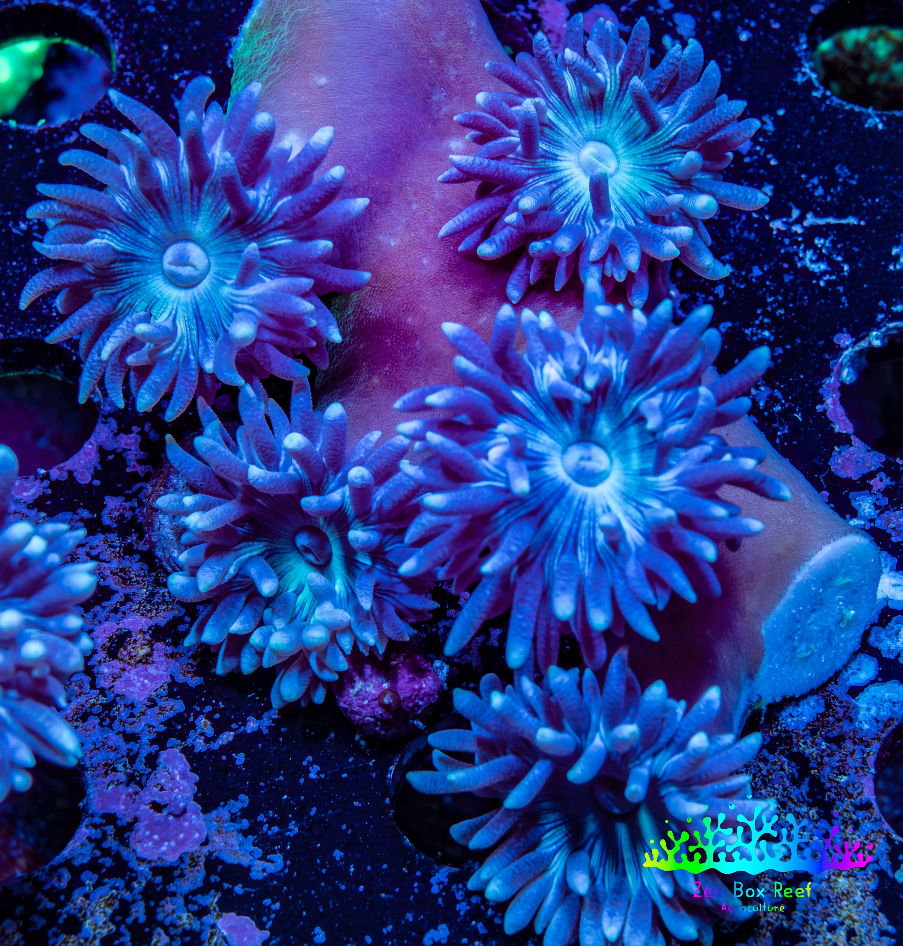 "Dazzling Duncan Coral for Sale - Zeo Box Reef Aquaculture: Add Vibrant ...