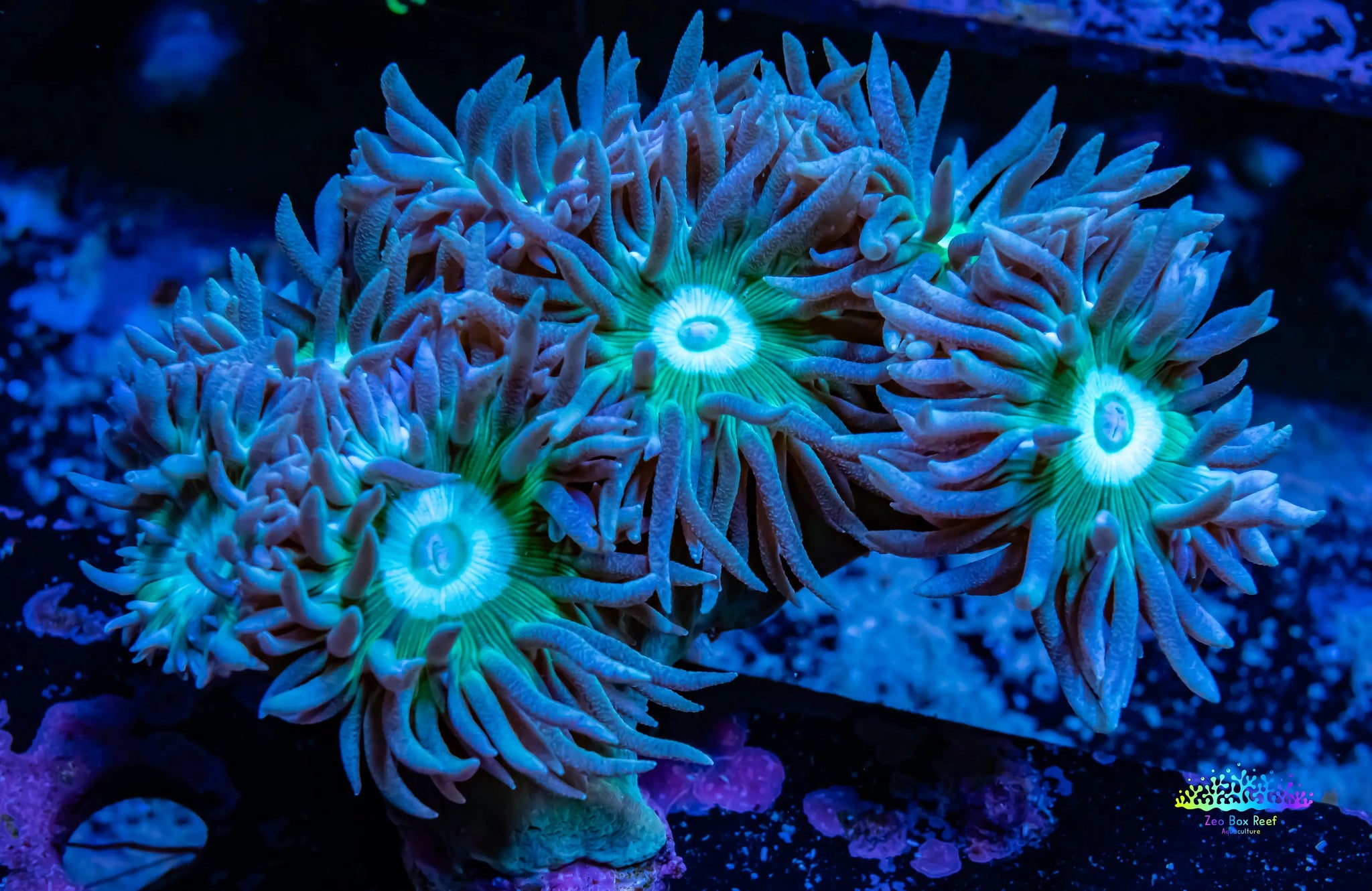 Buy Duncan Coral online Australia - Zeo Box Reef – Zeo Box Reef Aquaculture
