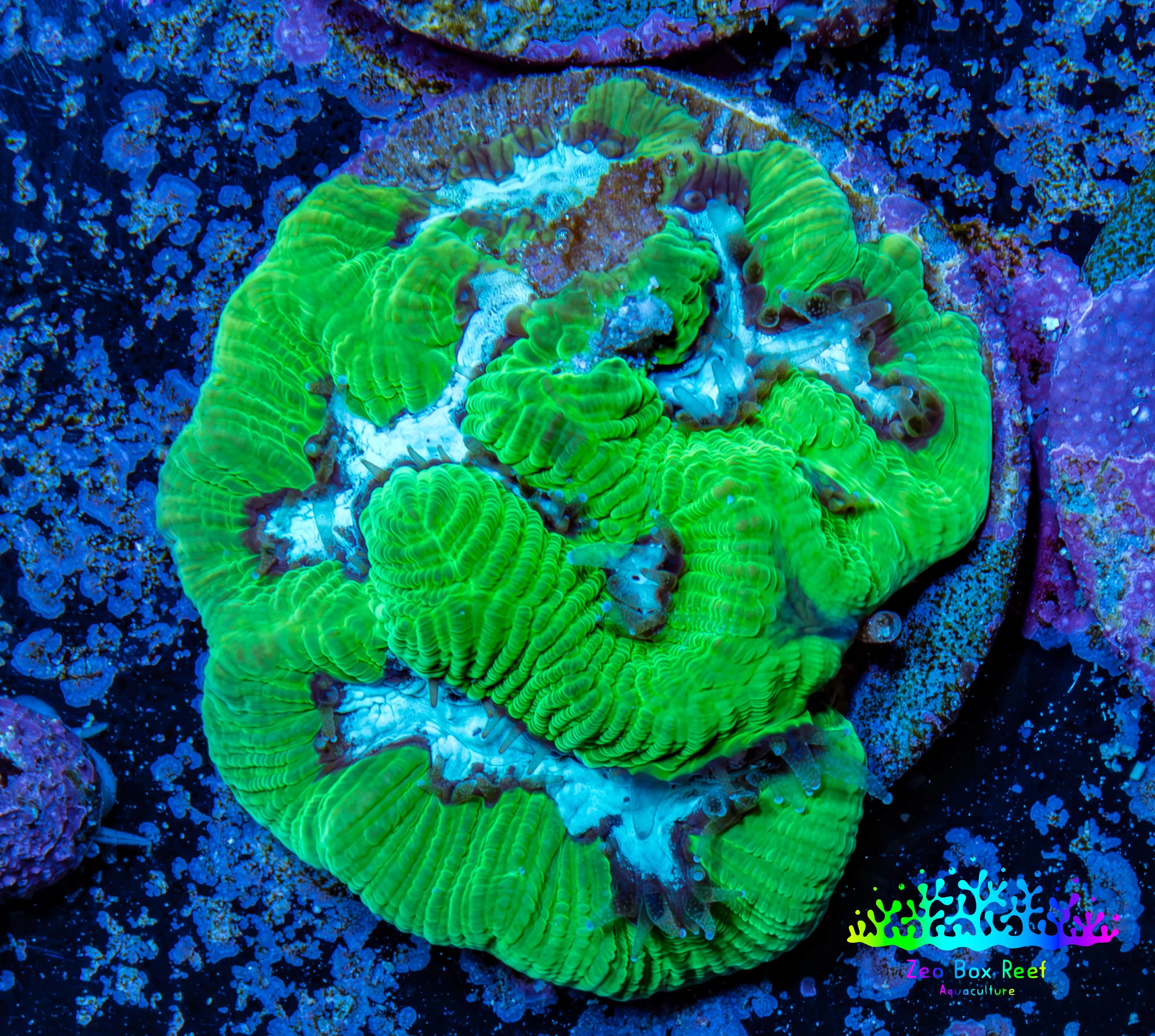 Buy Favia Coral Online in Australia | LPS Corals for Sale – Zeo Box ...