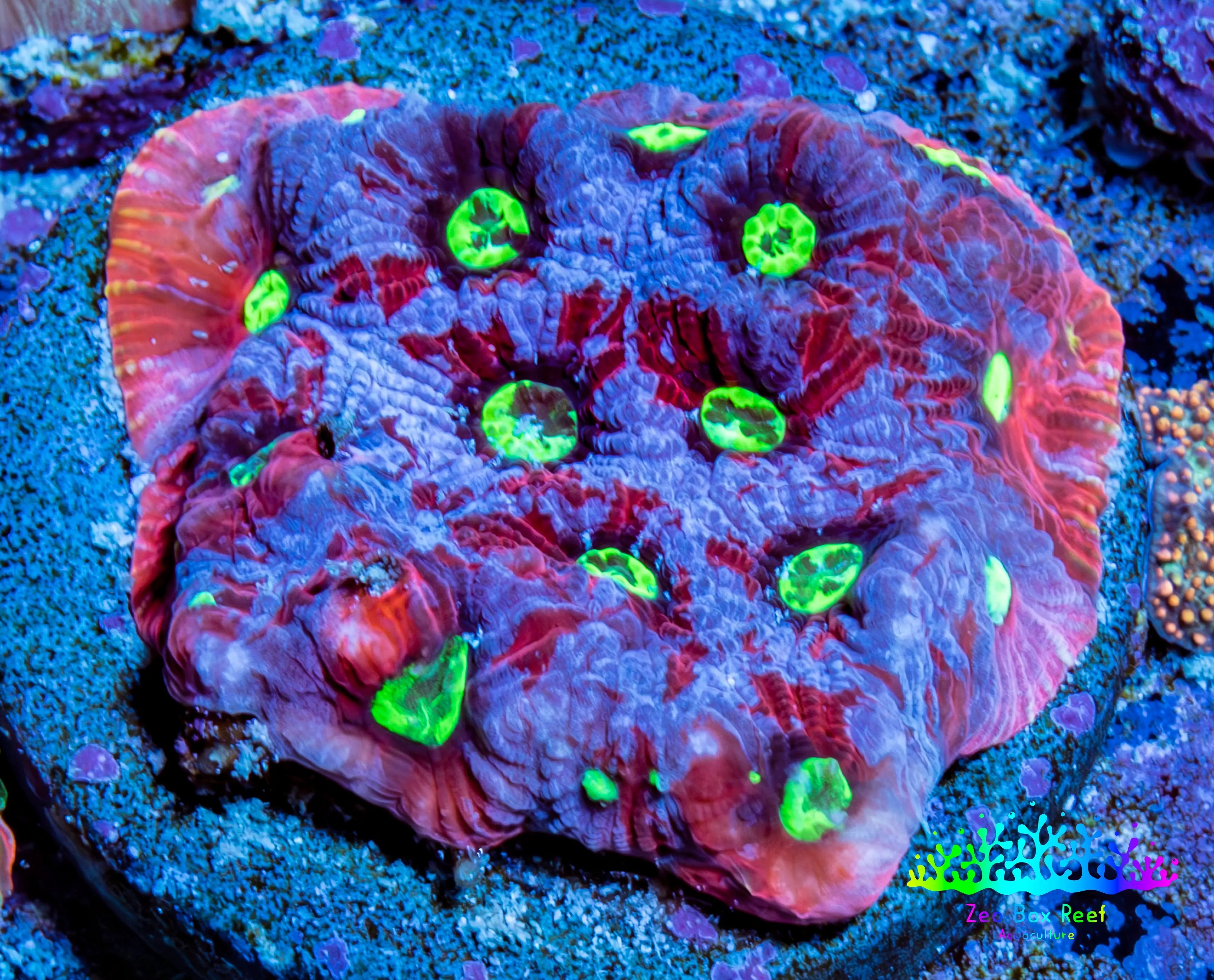Buy Ultra Favites coral - Zeo Box Reef Australia – Zeo Box Reef Aquaculture