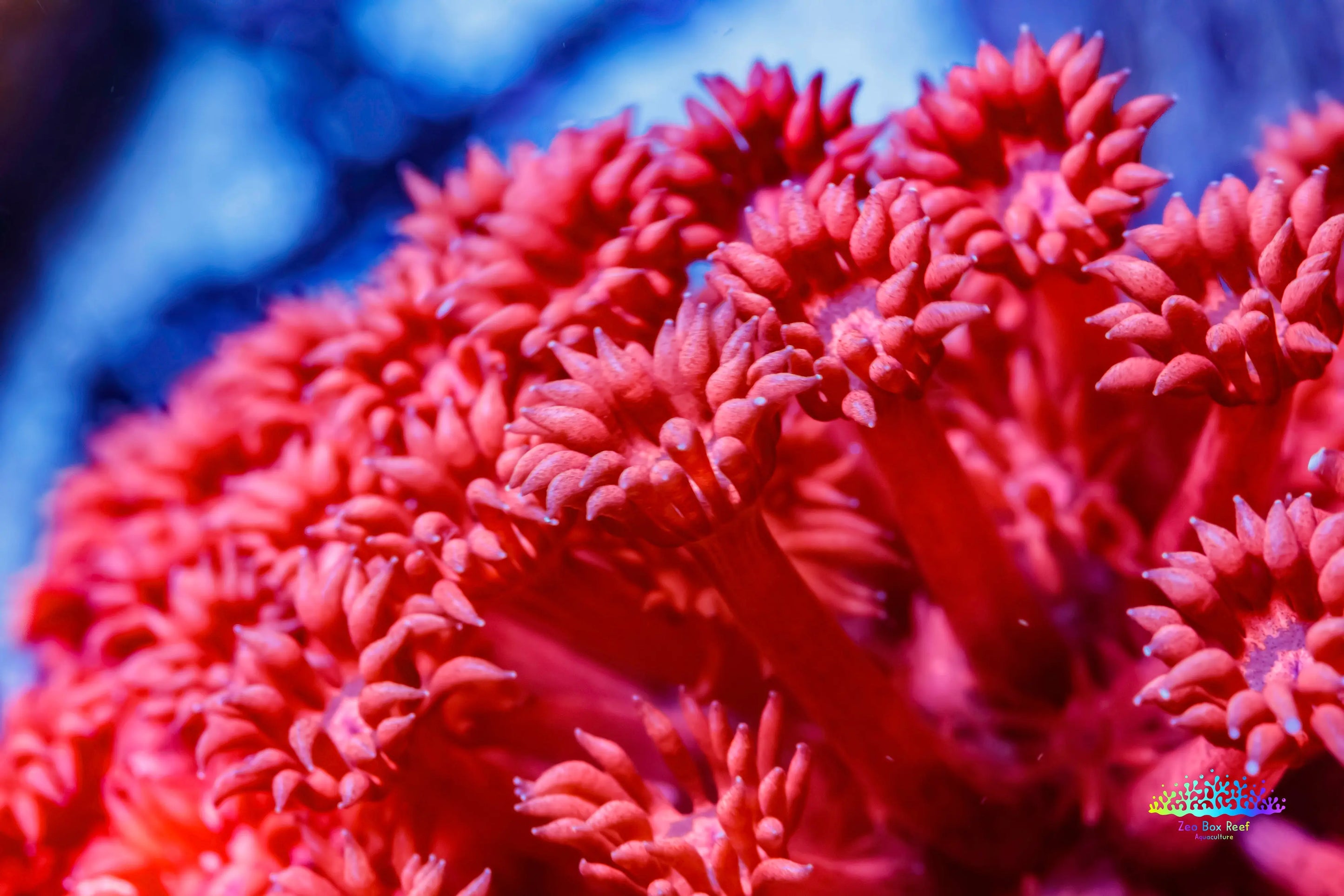 "Shop Goniopora Coral at Zeo Box Reef - Bring Vibrant Beauty and Hardy ...