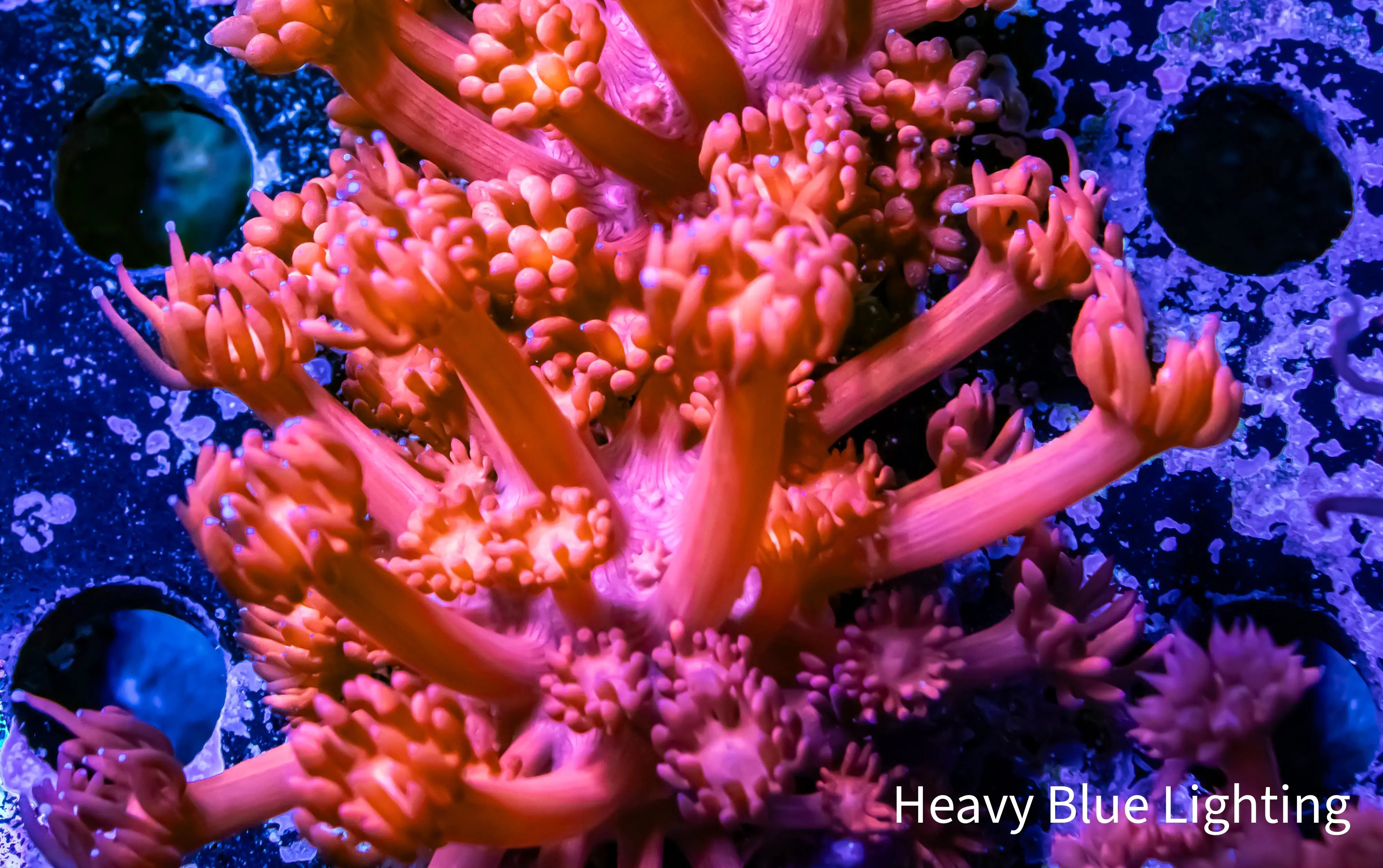 Goniopora Coral - Red Goni Frag