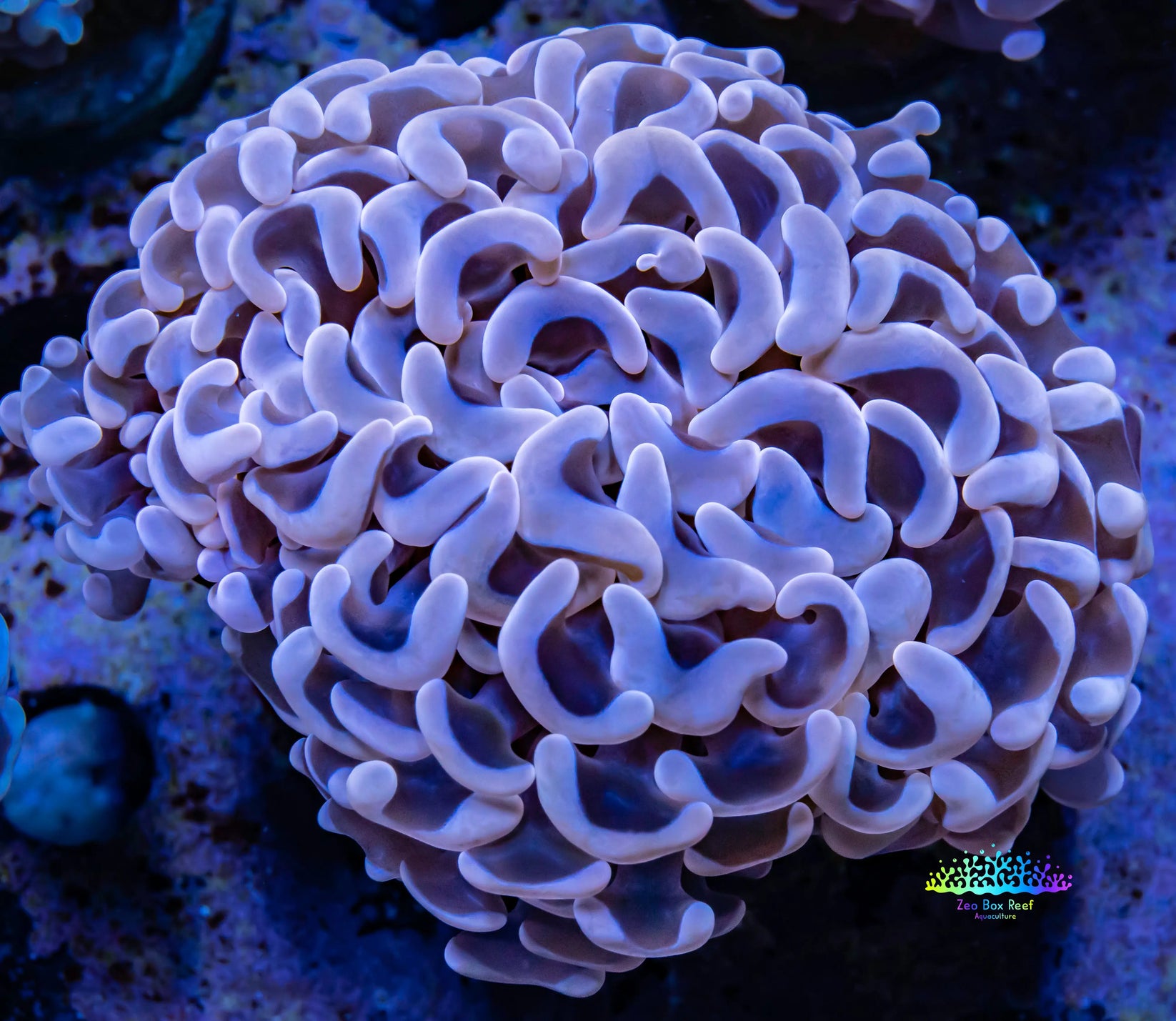 "Buy Ultra Hammer Coral online Australia - Get High-Quality Corals for ...