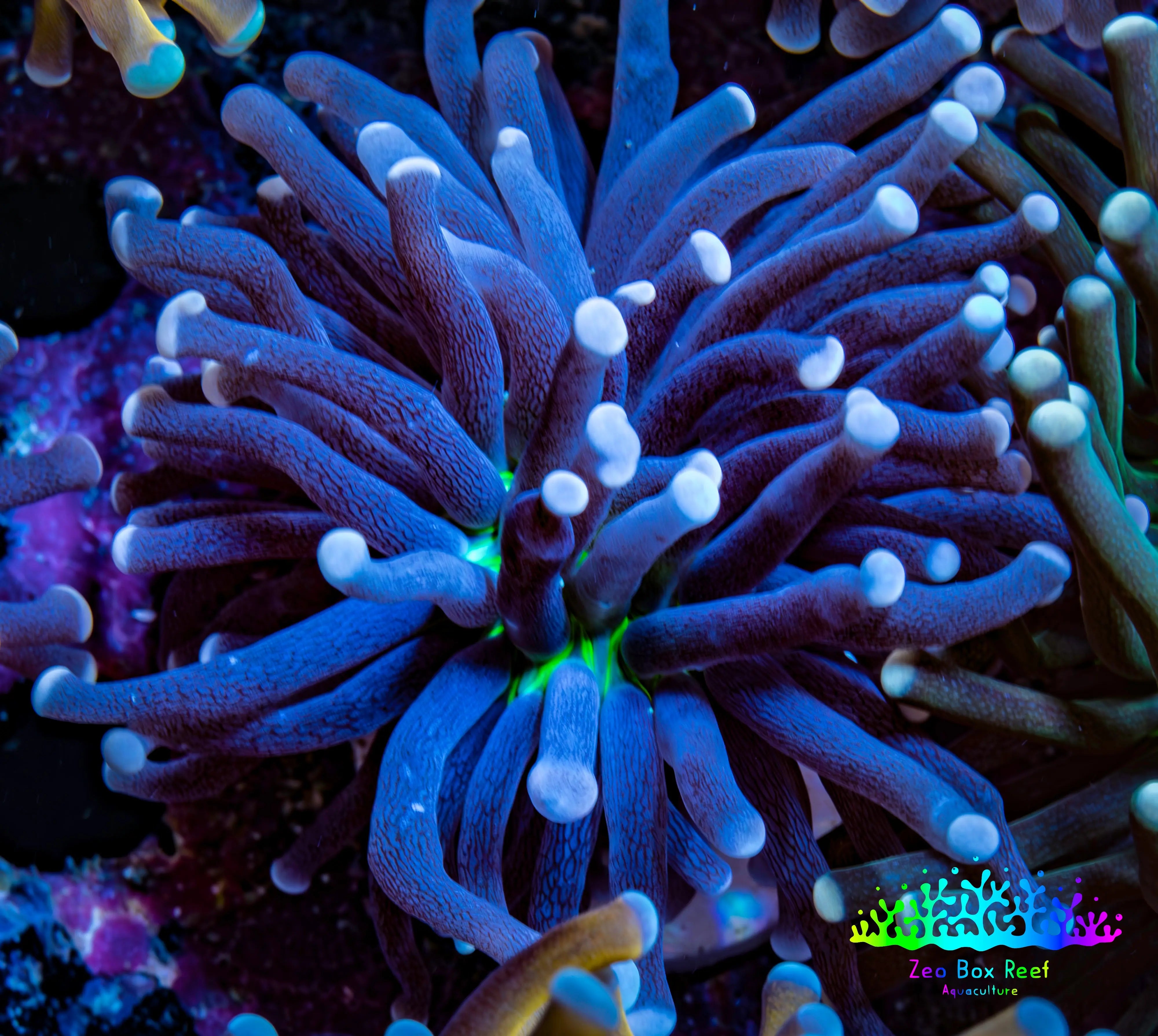 Buy Ultra 24K Gold Torch Coral Australia - Zeo Box Reef – Zeo Box Reef ...