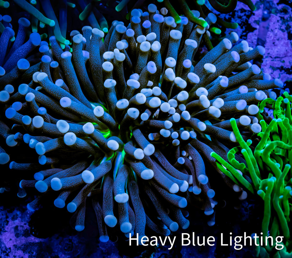 Joker Torch Coral 8cm WYSIWYG B5R1B1