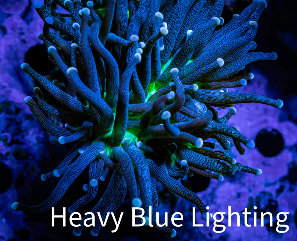Buy Pink Tip Blue Stem Torch Coral Australia – Zeo Box Reef Aquaculture