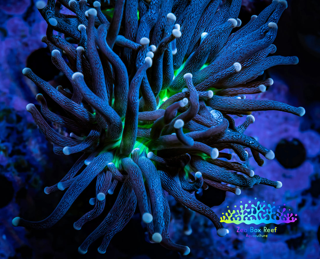 Buy Pink Tip Blue Stem Torch Coral Australia – Zeo Box Reef Aquaculture
