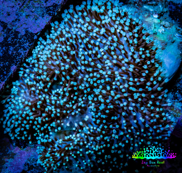 Buy Long Polyp Toadstool leather Coral Zeo Box Reef Australia – Zeo Box ...