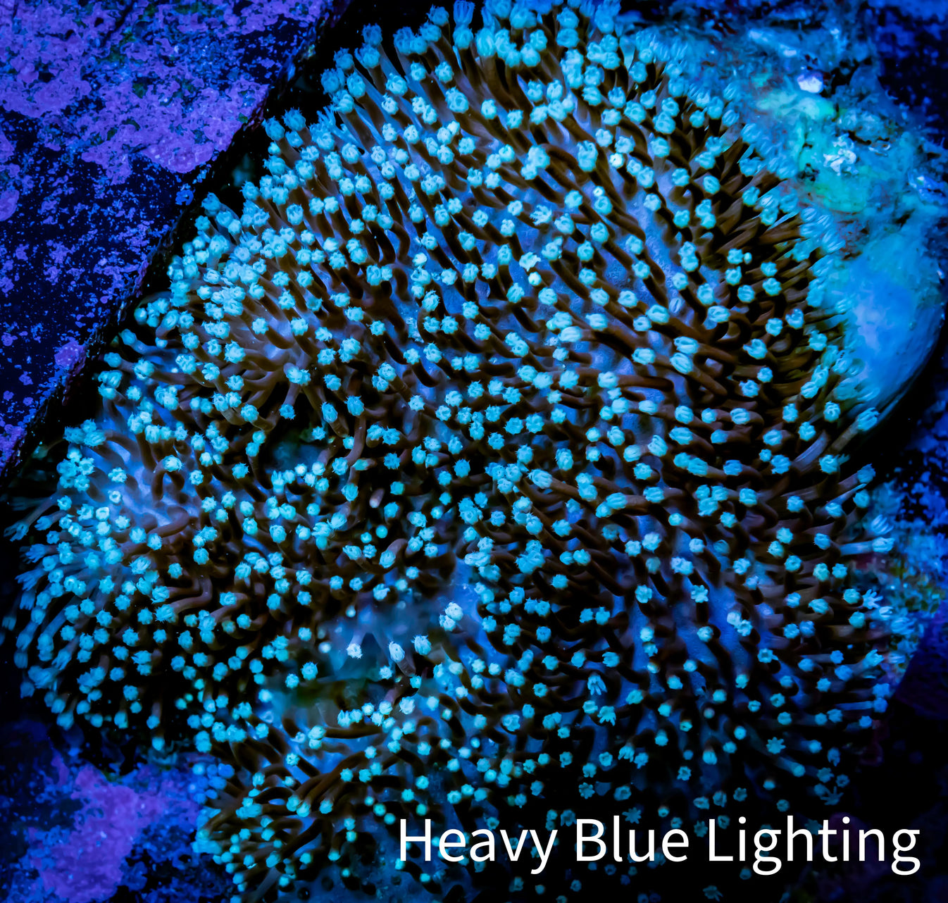 Buy Long Polyp Toadstool leather Coral Zeo Box Reef Australia – Zeo Box ...