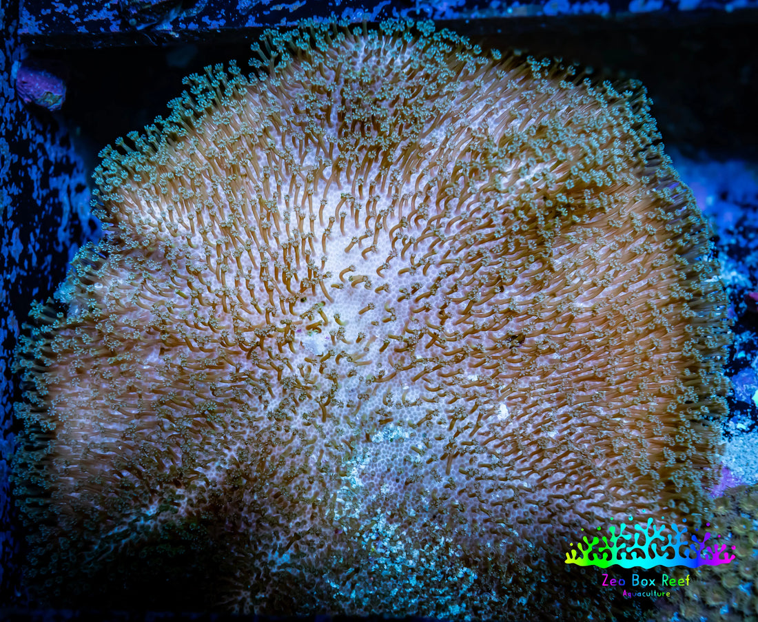 Skip to product information