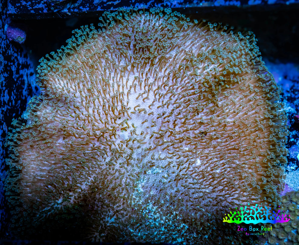 Skip to product information