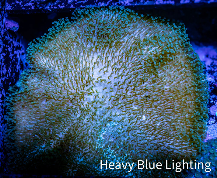 Open media 1 in modal