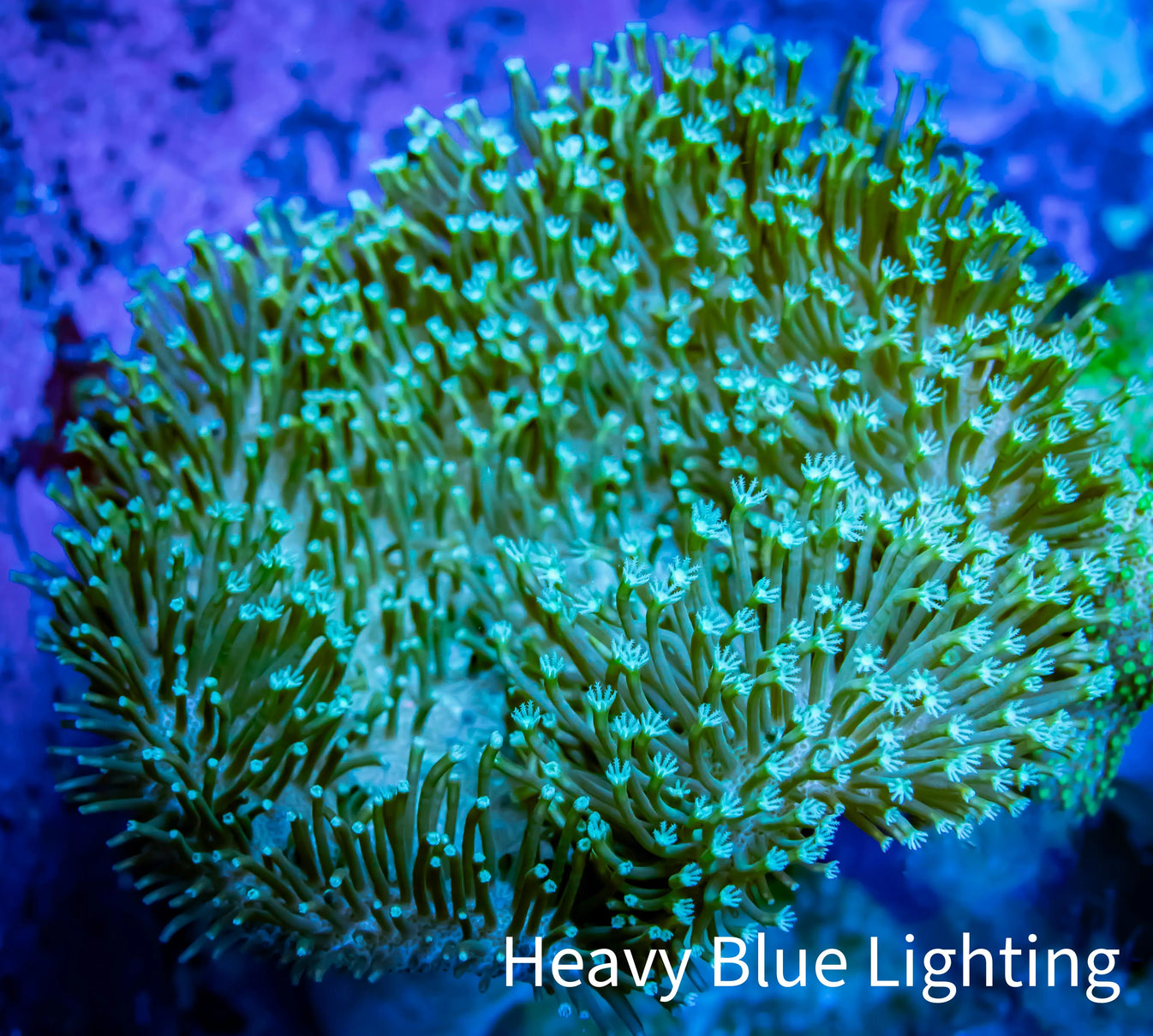 Buy Long Polyp Toadstool leather Coral Zeo Box Reef Australia – Zeo Box ...