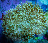 Buy Long Polyp Toadstool leather Coral Zeo Box Reef Australia – Zeo Box ...