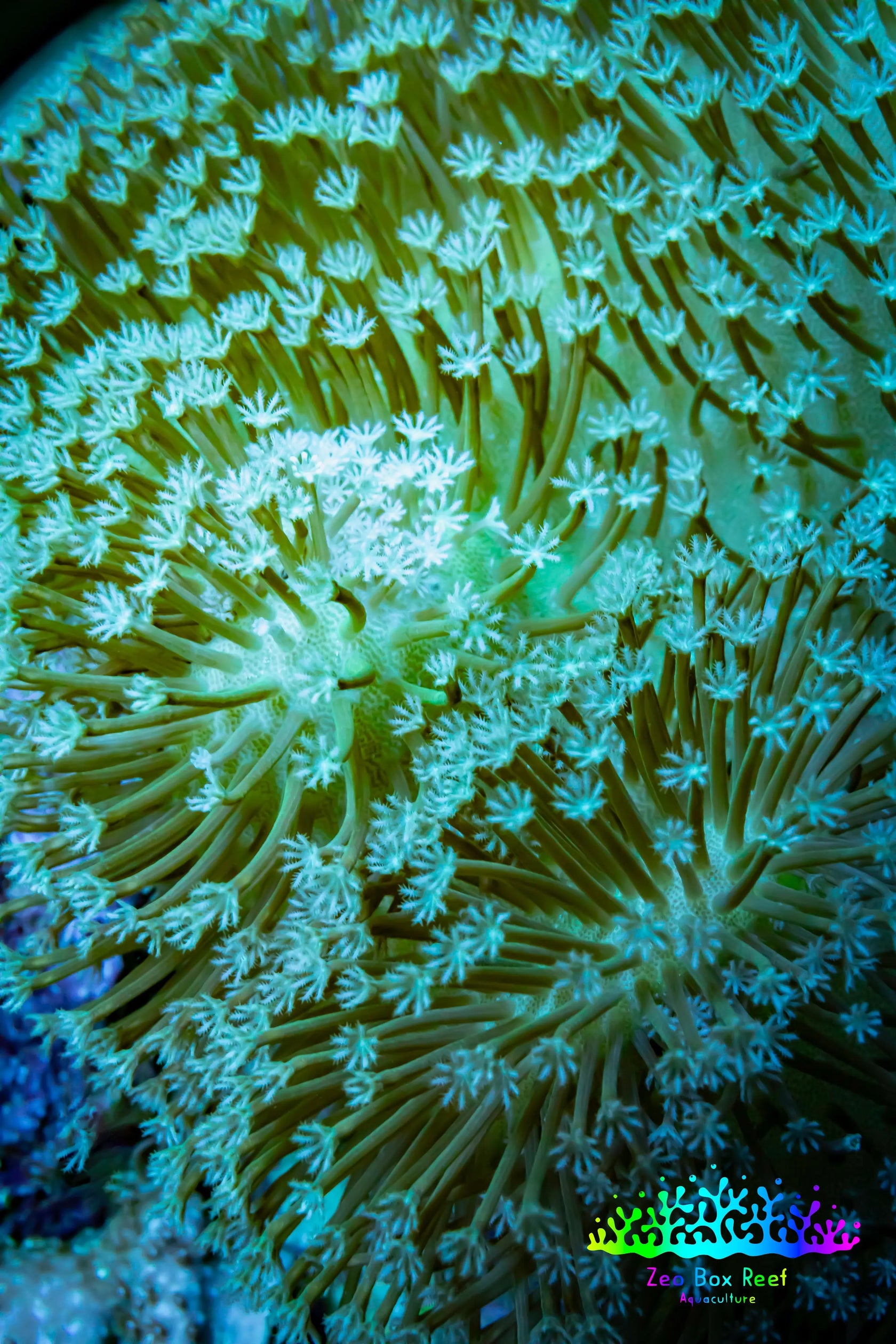 Buy Long Polyp Toadstool leather Coral Zeo Box Reef Australia – Zeo Box ...