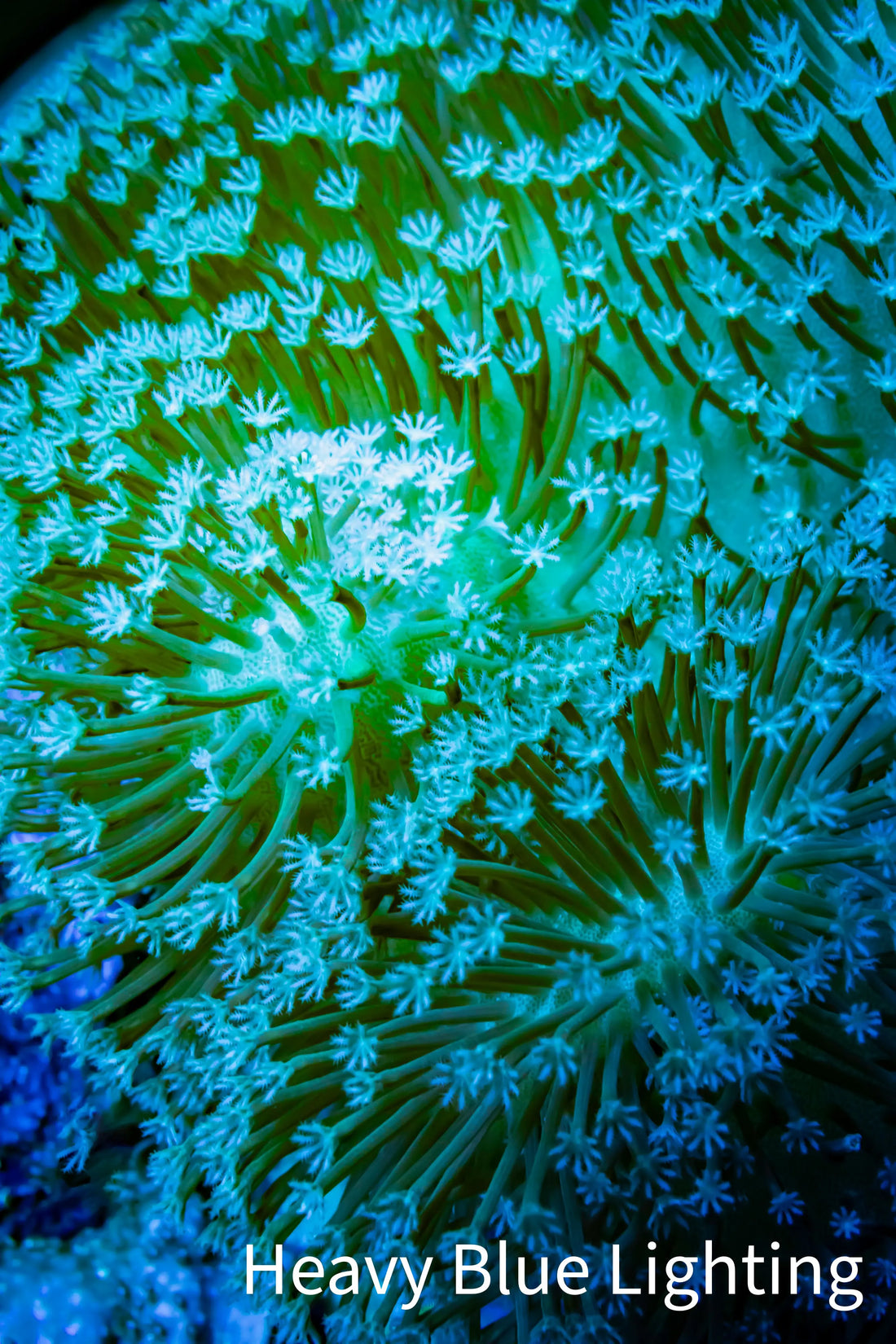 Buy Long Polyp Toadstool leather Coral Zeo Box Reef Australia – Zeo Box ...