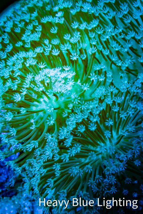 Buy Long Polyp Toadstool leather Coral Zeo Box Reef Australia – Zeo Box ...