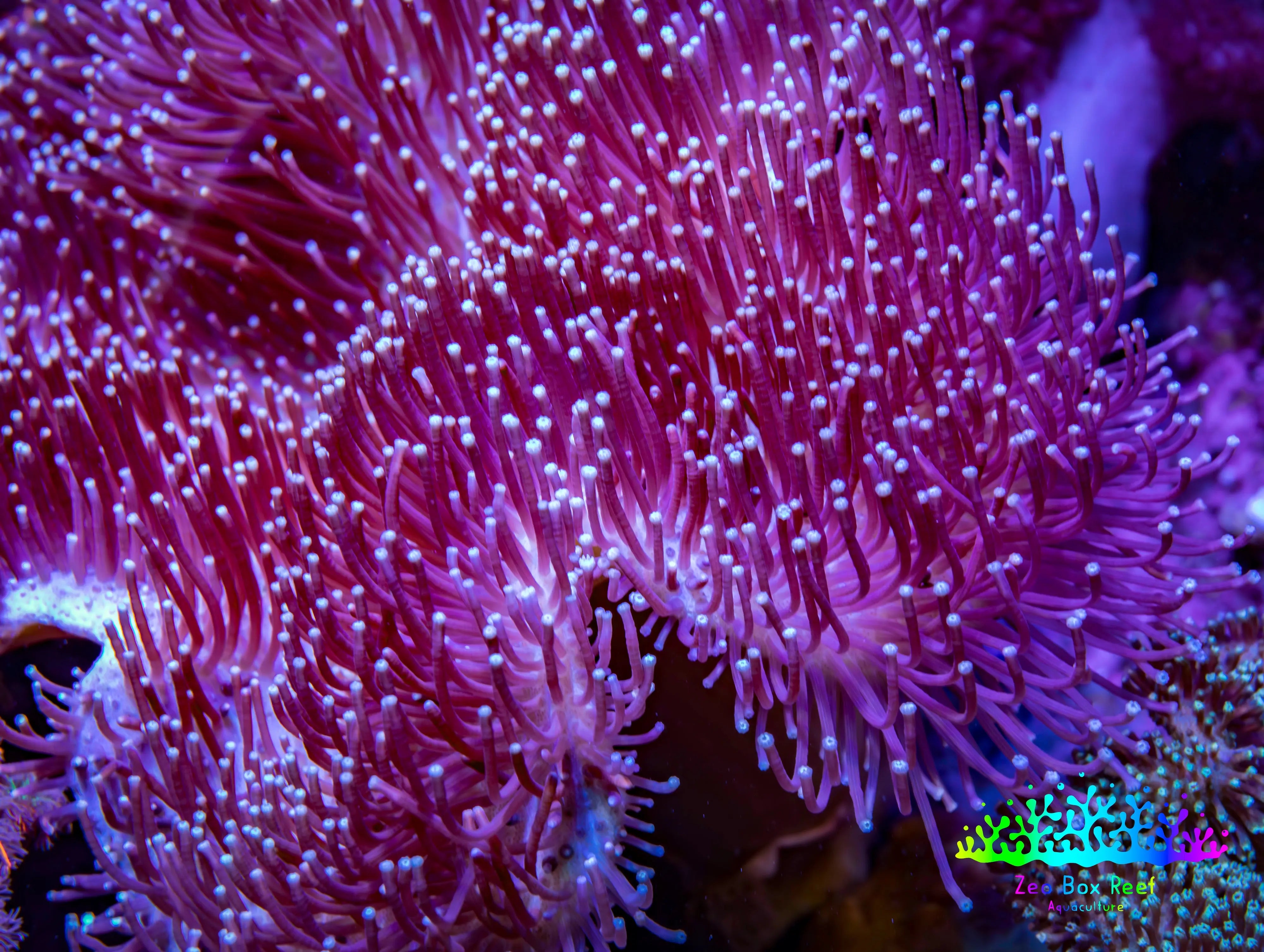 Buy Long Polyp Toadstool leather Coral Zeo Box Reef Australia – Zeo Box ...