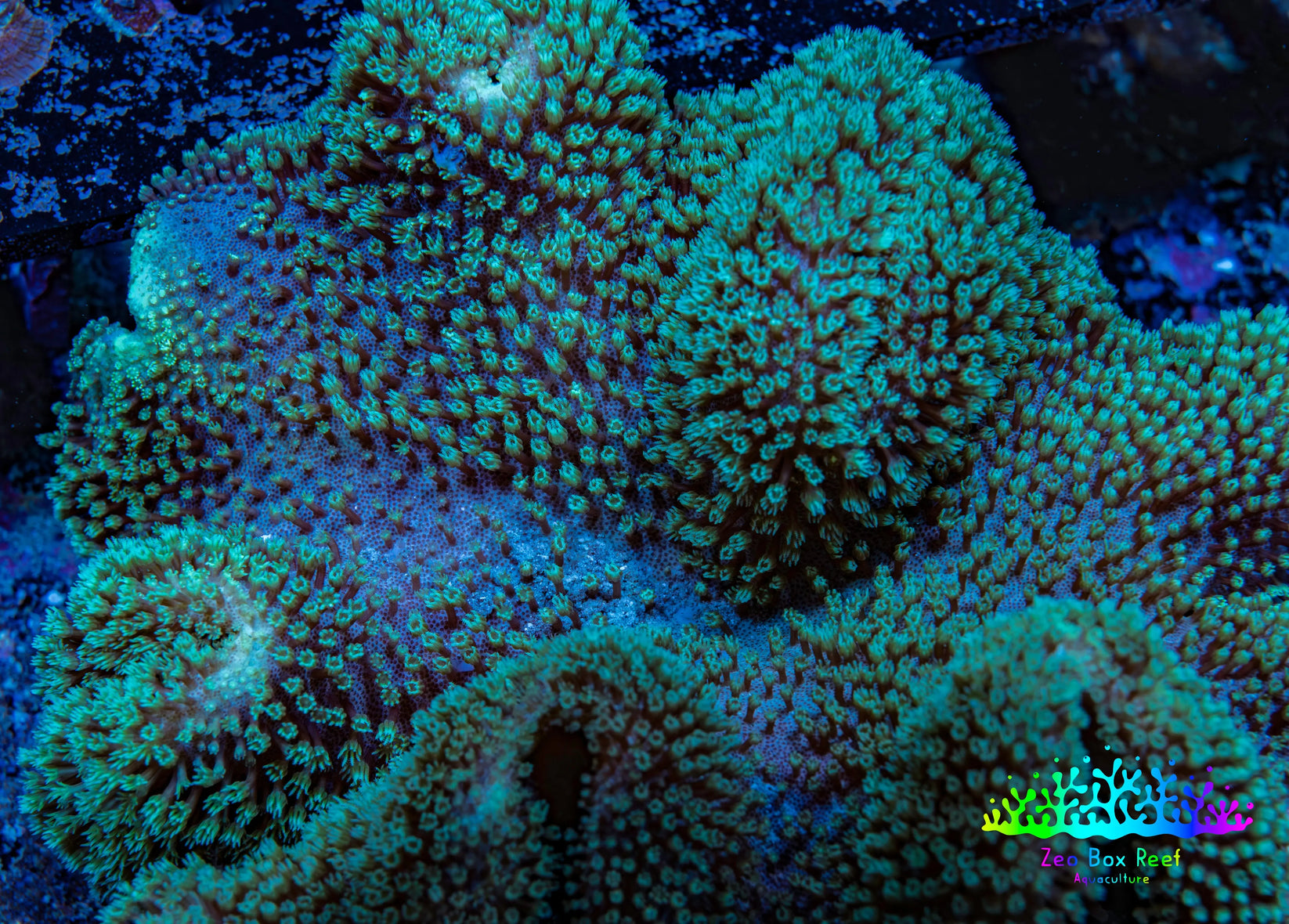 Buy Long Polyp Leather Coral Online in Australia | Soft Corals – Zeo ...