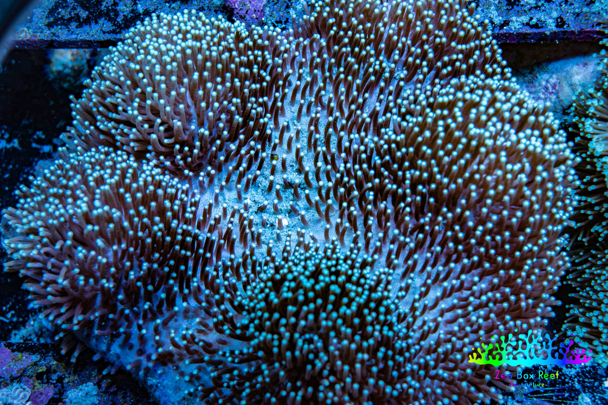 Buy Long Polyp Leather Coral Online in Australia | Soft Corals – Zeo ...