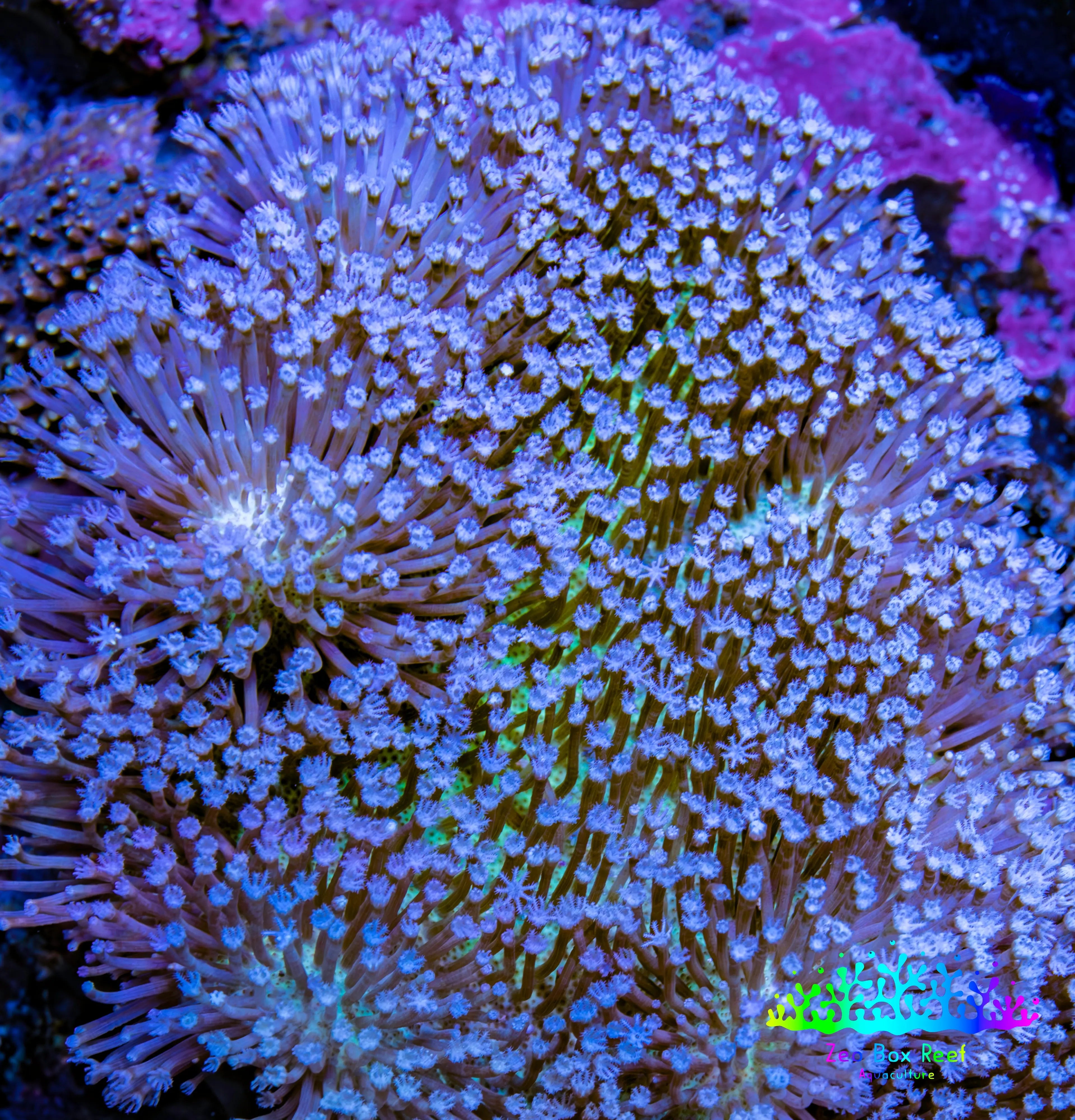 Buy Long Polyp Leather Coral Online in Australia | Soft Corals – Zeo ...